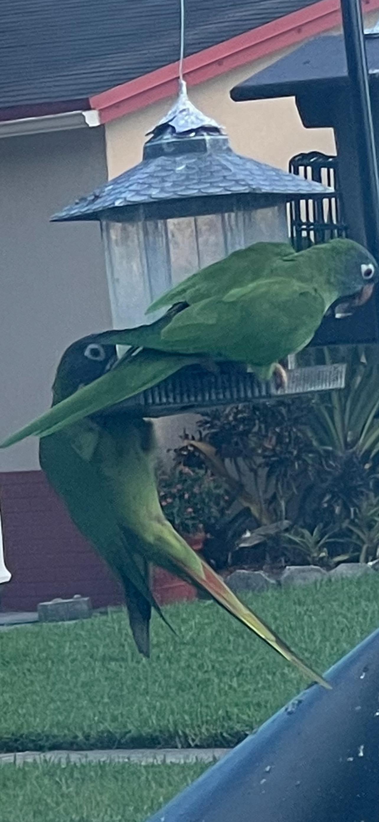 Blue-crowned Conures. SE Florida | Scrolller