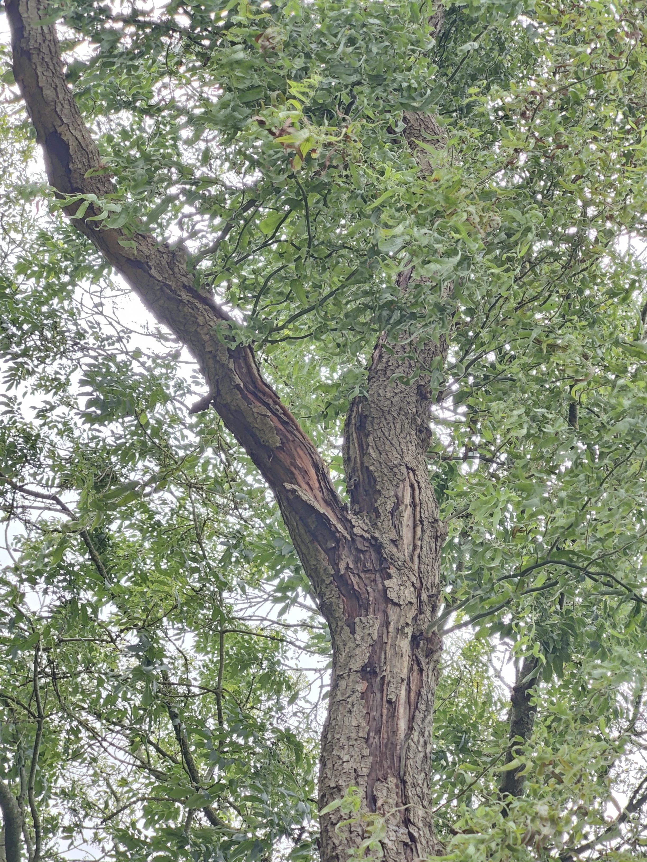 Willow tree losing bark | Scrolller