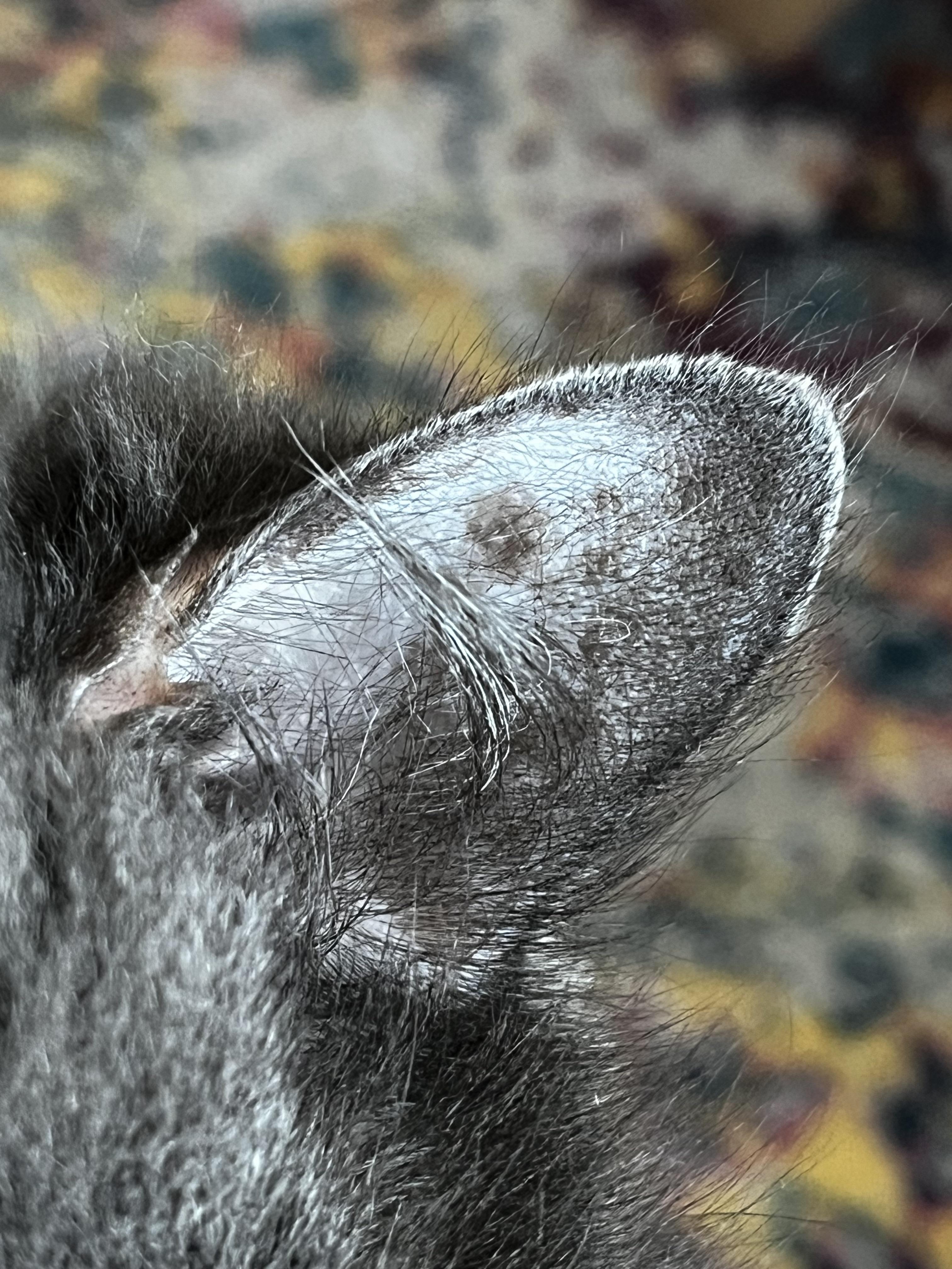 Spots in ears | Scrolller