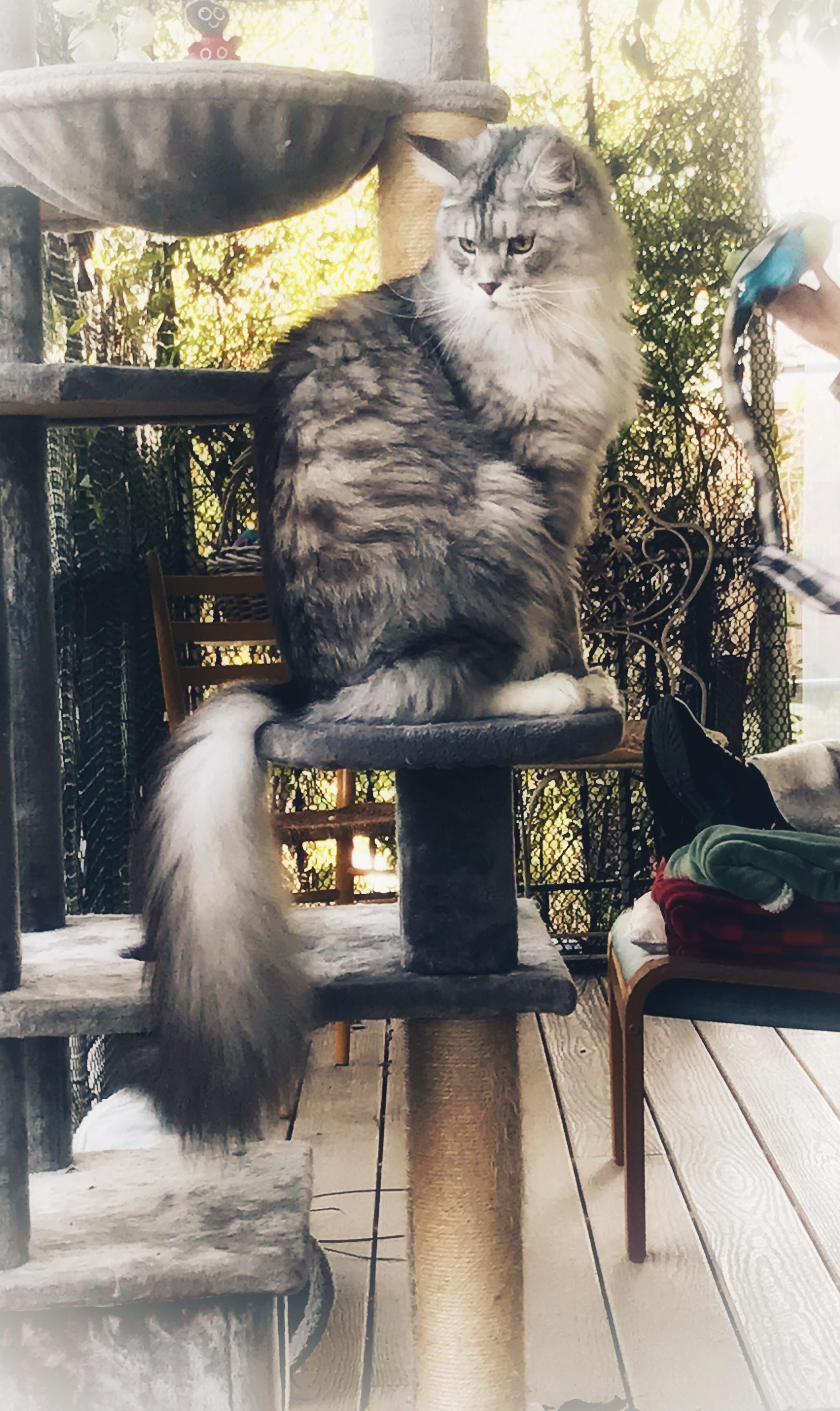 Papa’s Catio from each end | Scrolller