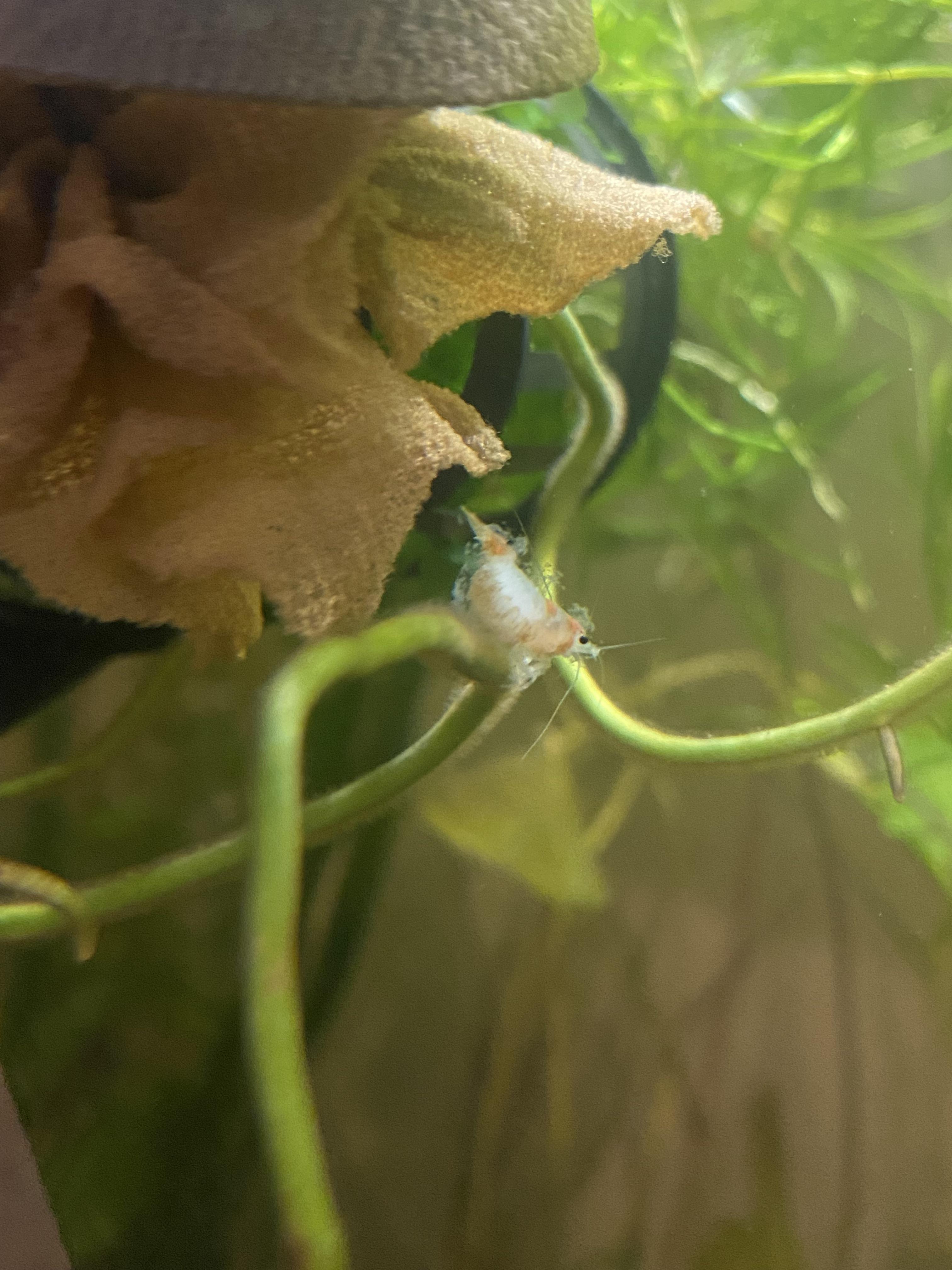 Fuzz on my shrimp??? | Scrolller