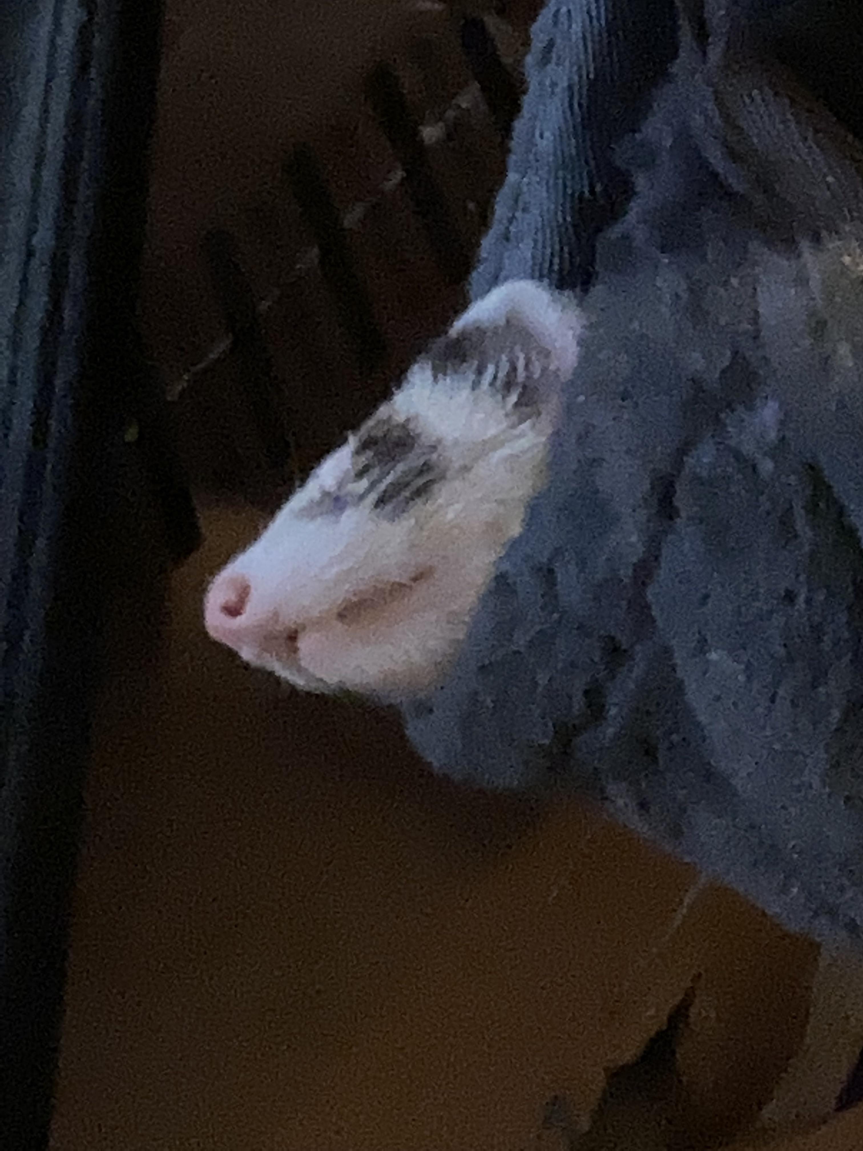 Update on Anubis and Samson | Scrolller