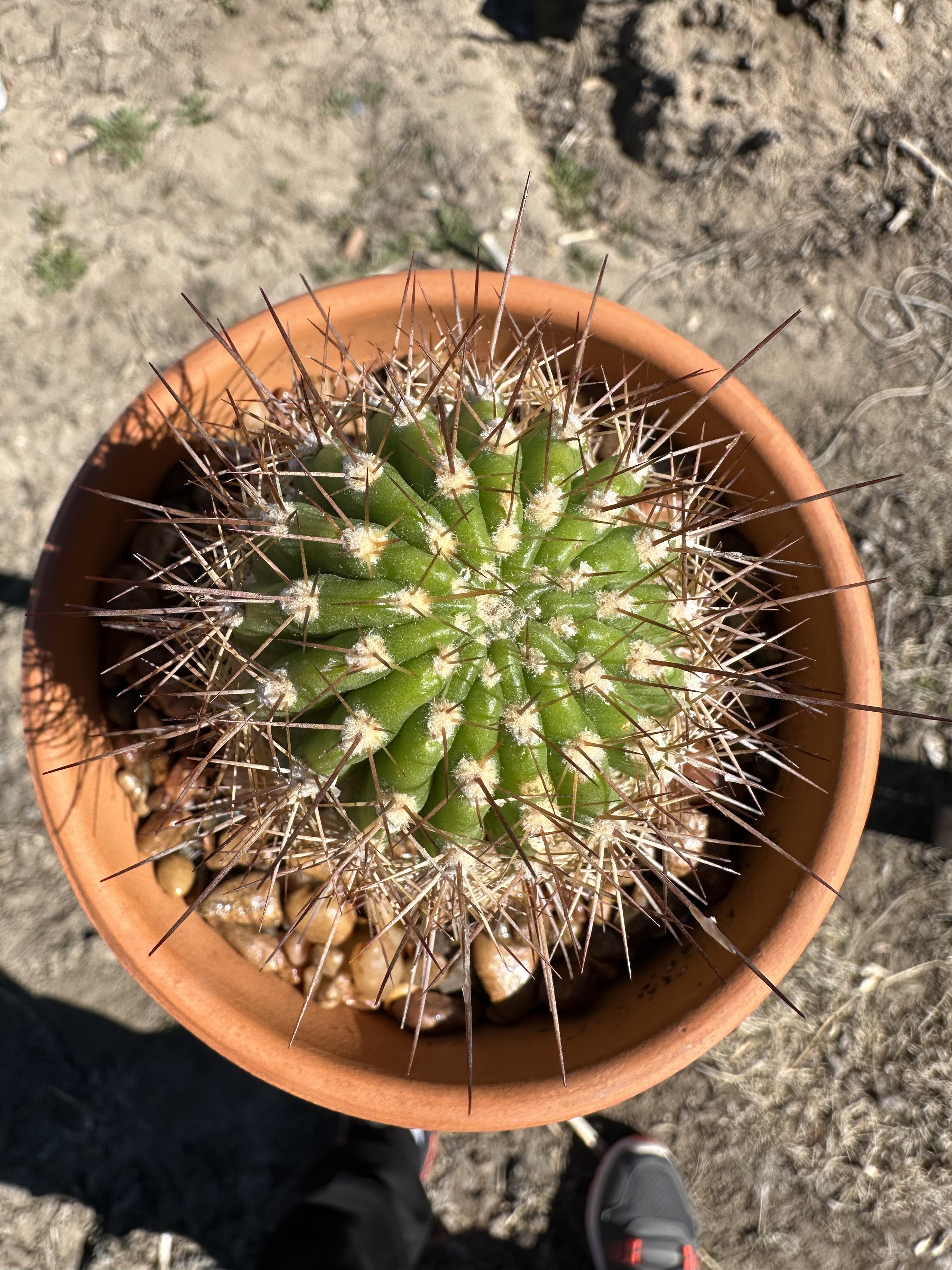 Help!! What causes those scars on this cacti? | Scrolller