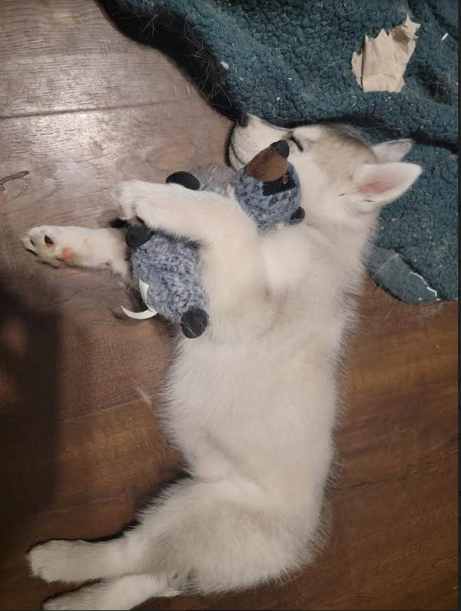 Finally got my 5th. Too crazy right now to have a group shot of all 5. The pictures doesn't do ...