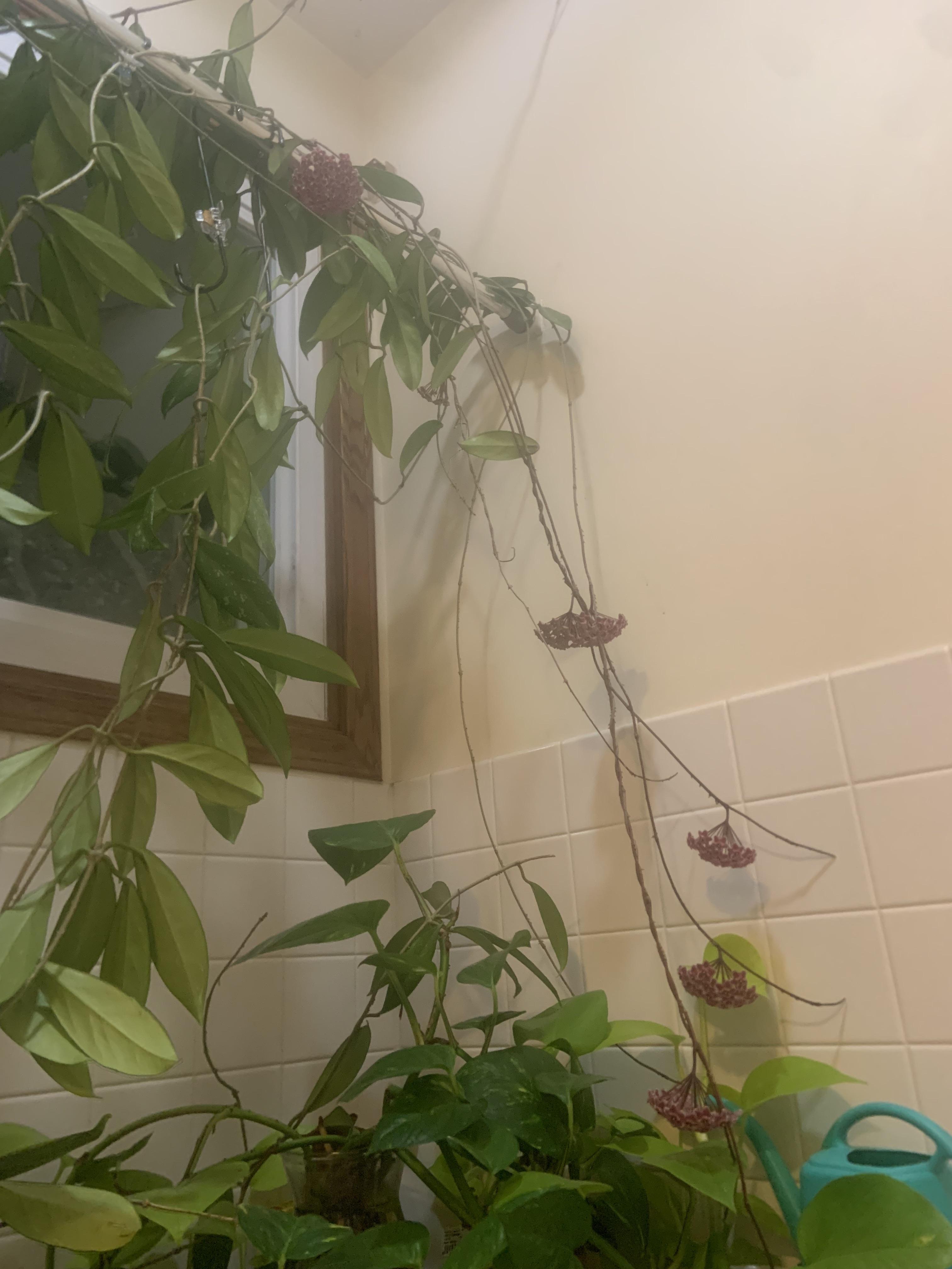 This Red Buttons over my bathtub finally bloomed. It smells so good. | Scrolller