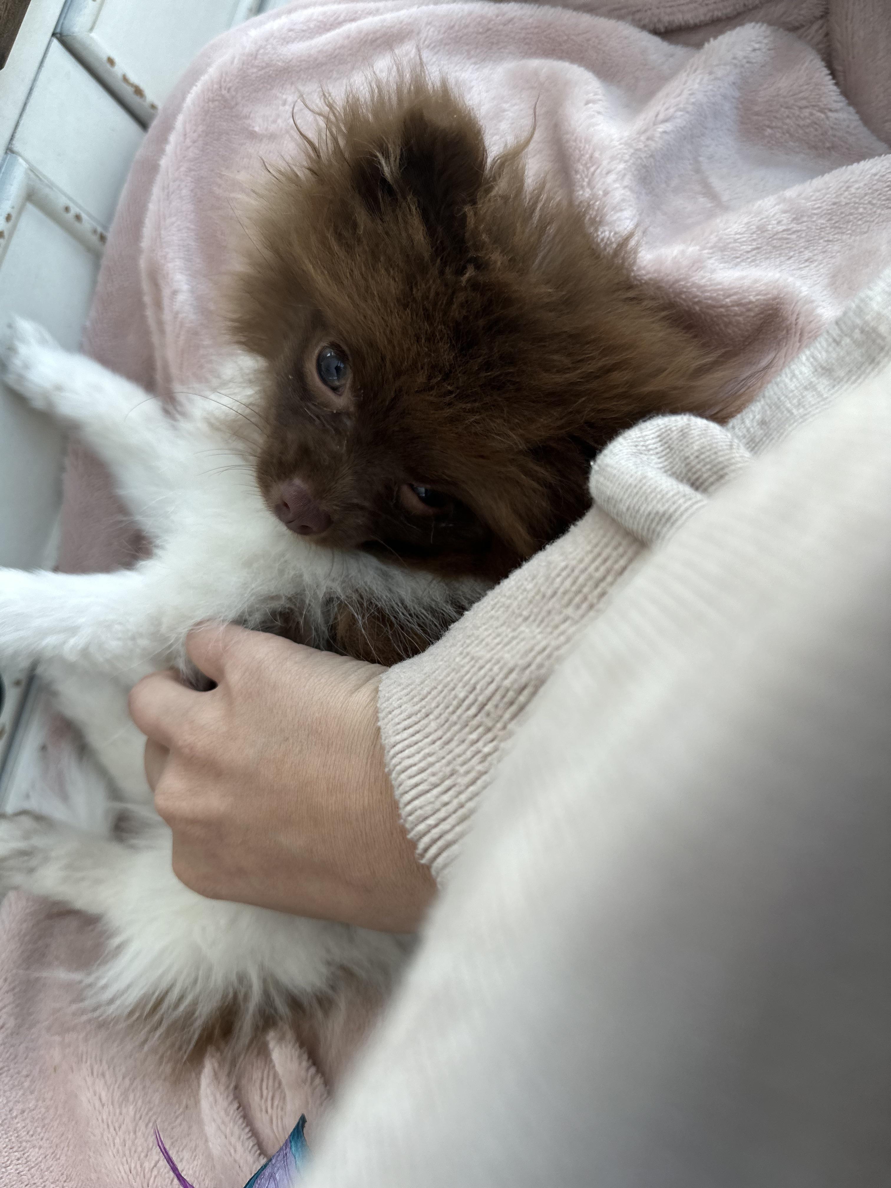 Discover more like Pomeranians: Babies first grooming and Related Content | Scrolller