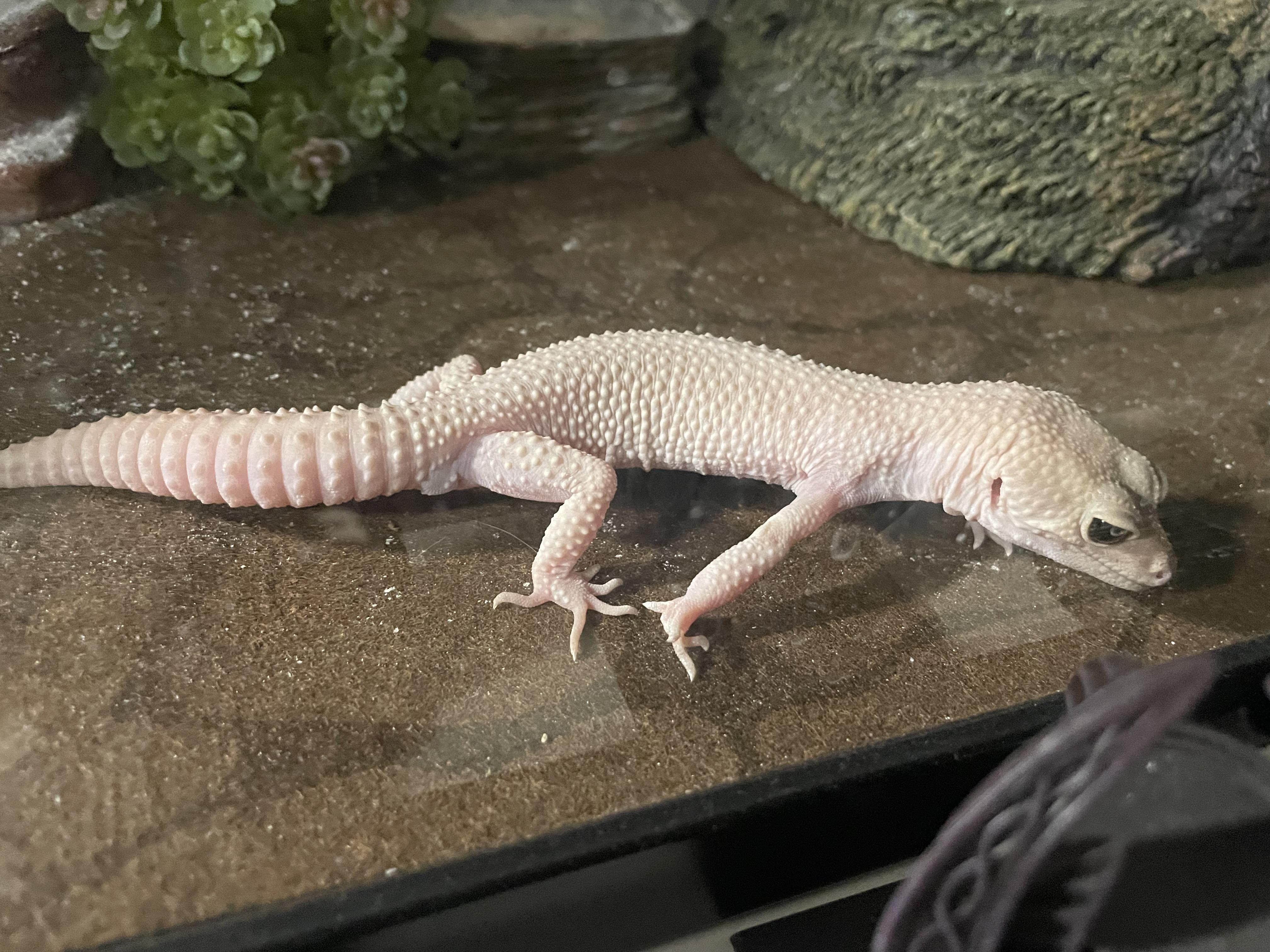 Anyone know what type of leopard gecko this is? | Scrolller