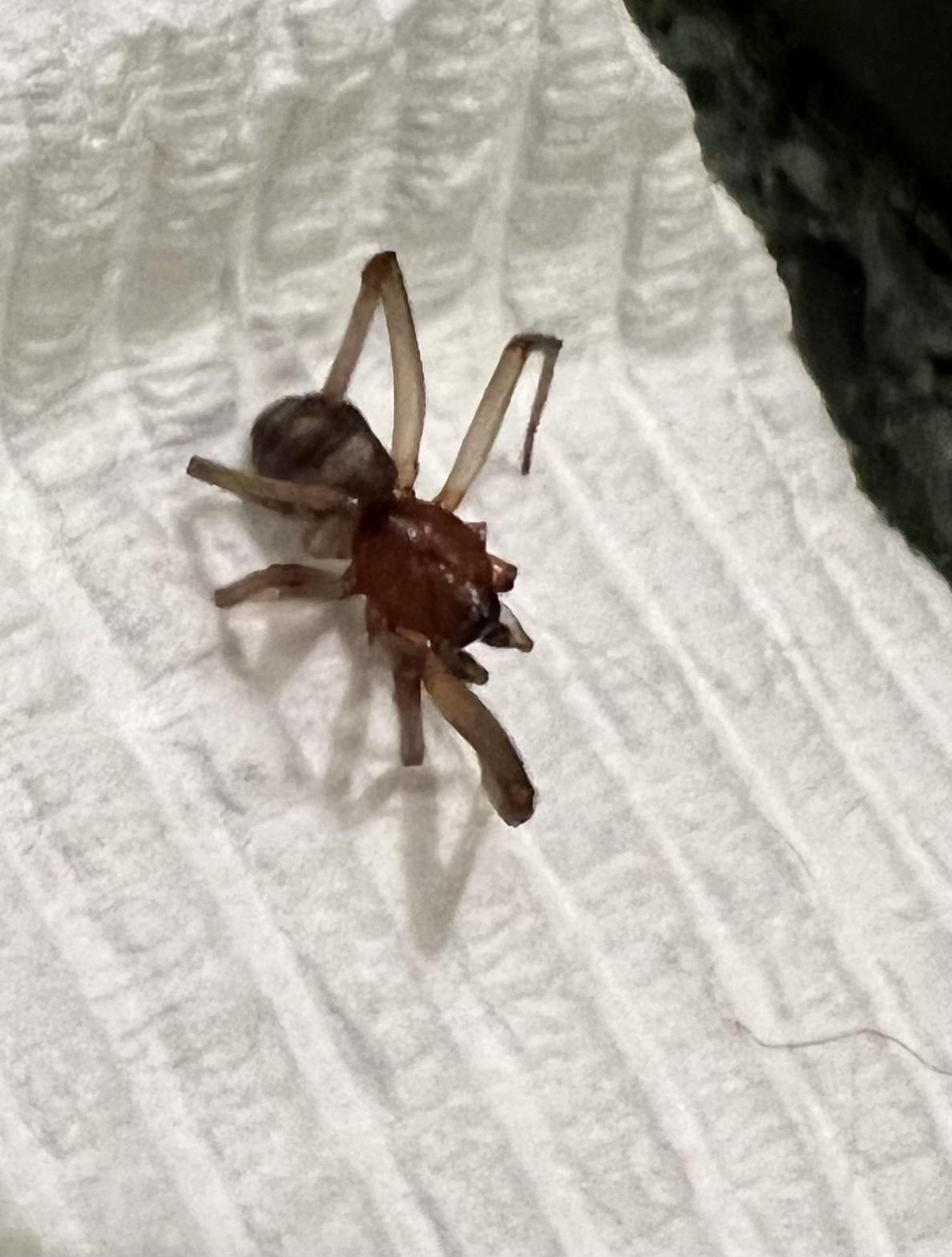 Spider Identification | Scrolller