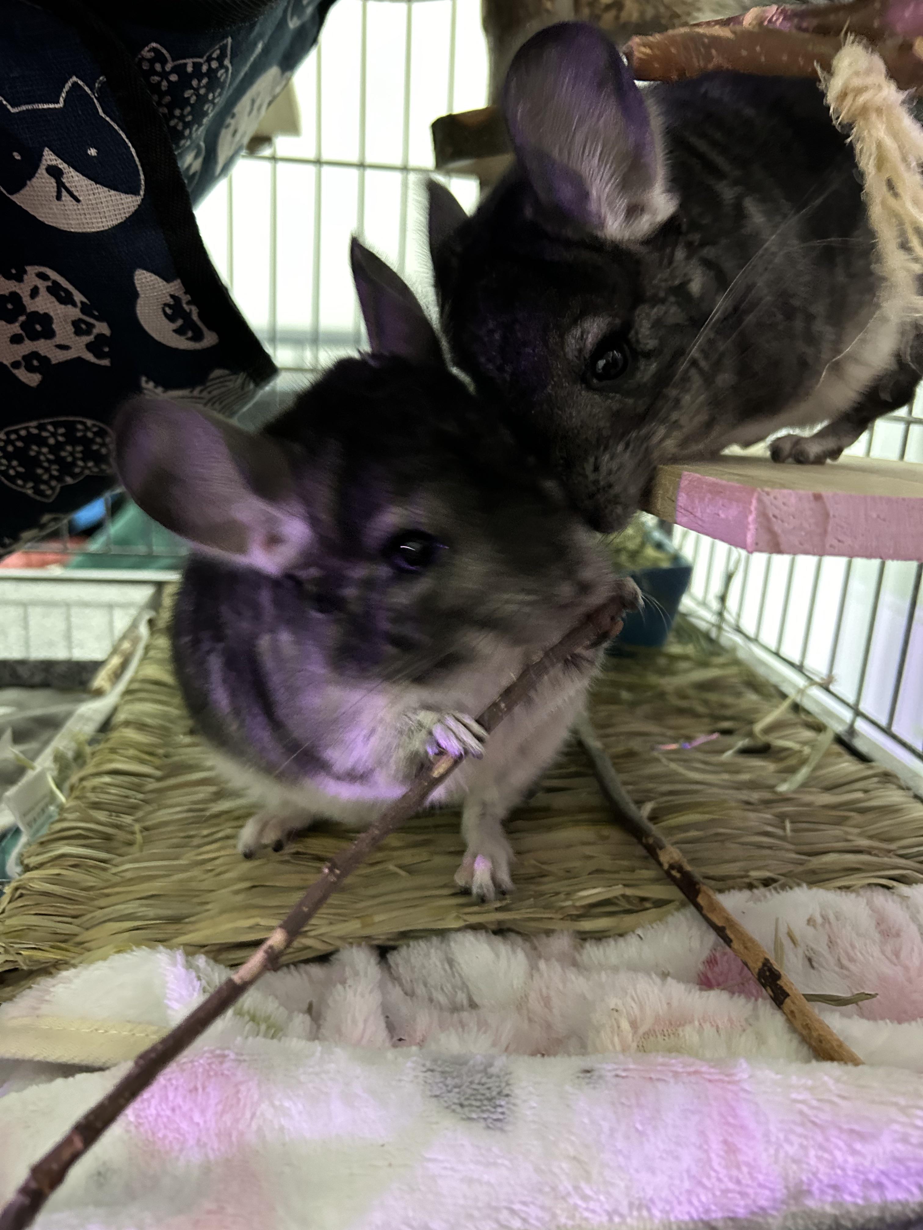 Happy girls with sticks (: | Scrolller