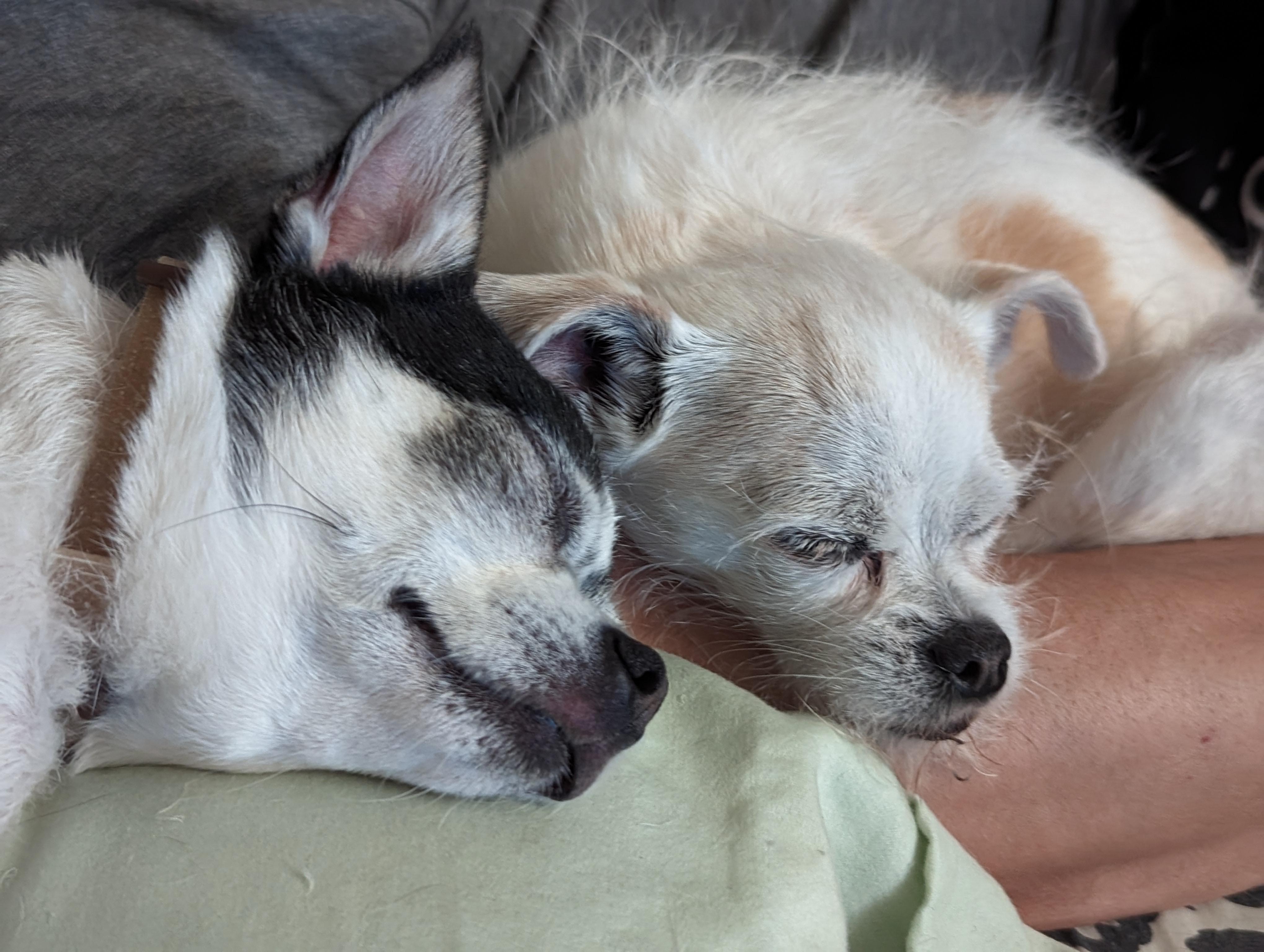 Our friend Mr. Sancho came to visit! | Scrolller