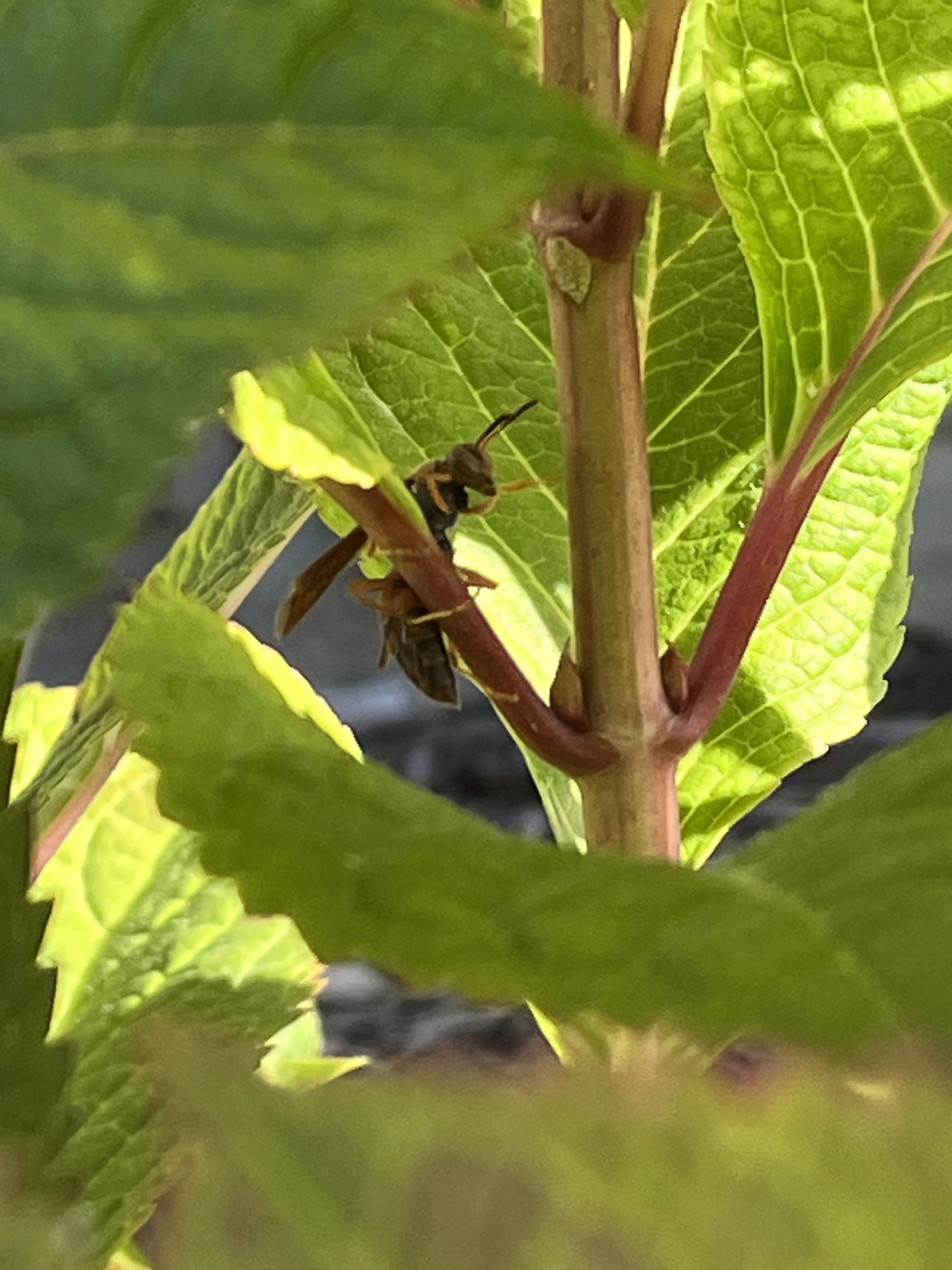 Wasp I saw on my hydrangea | Scrolller