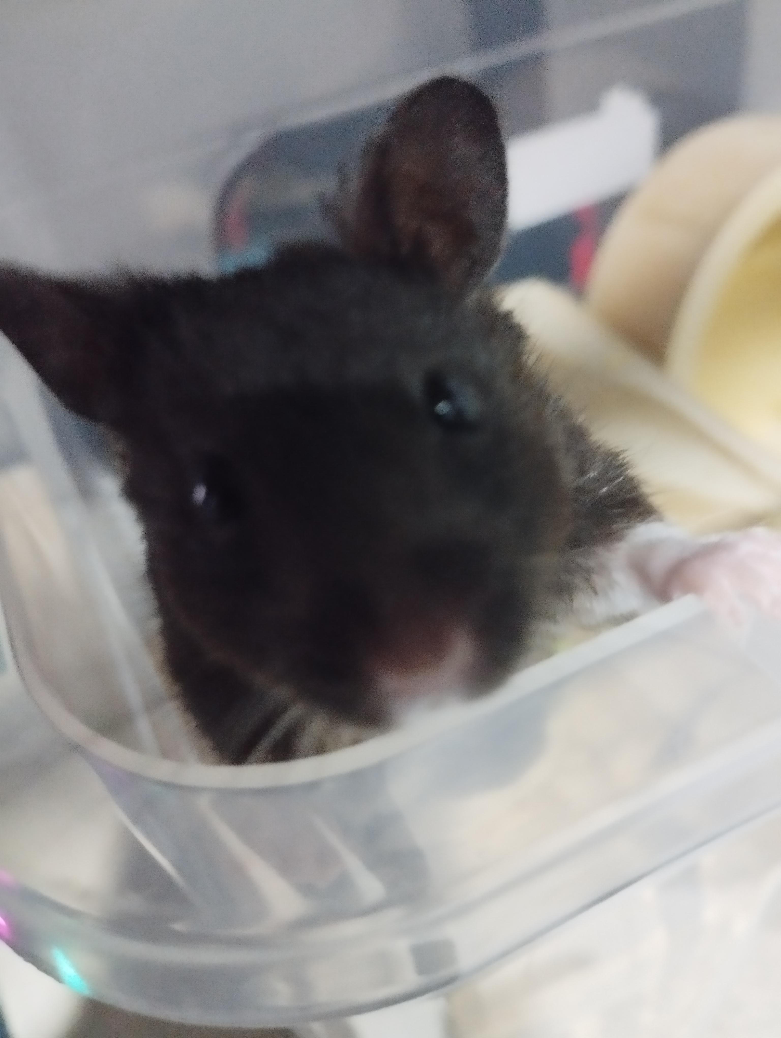 Talon taloning | Scrolller