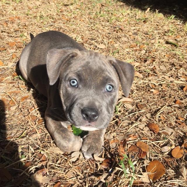 [OC] My dog when she was q puppy. | Scrolller