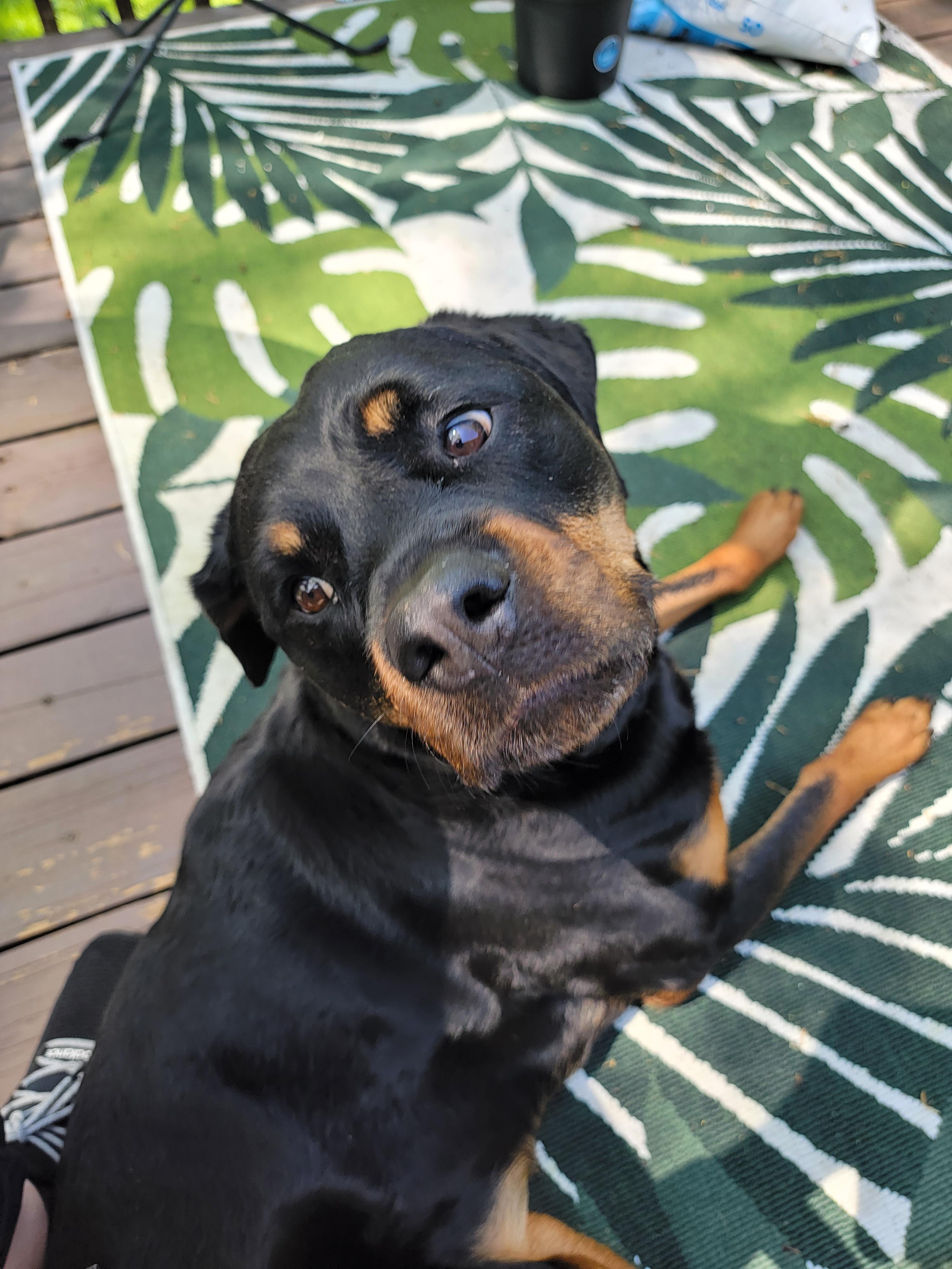 The most loyal beast | Scrolller