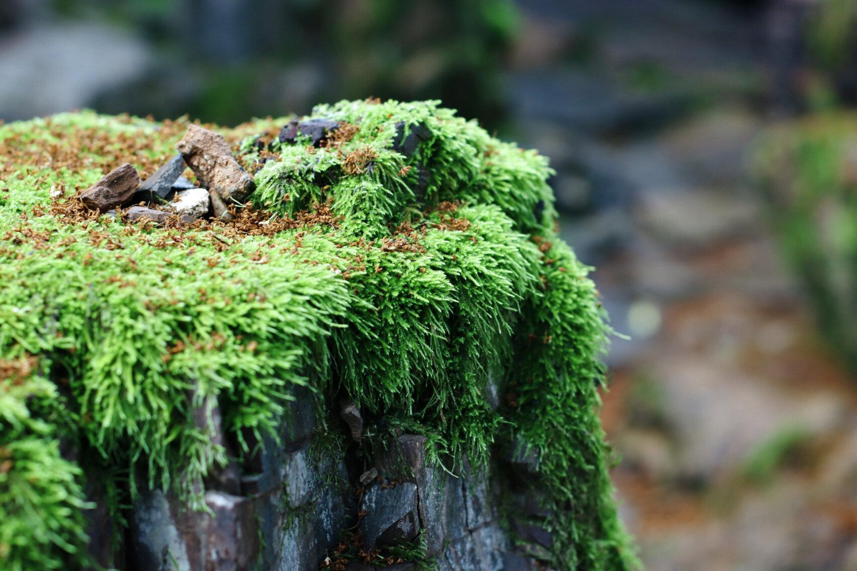 Moss in the forest | Scrolller