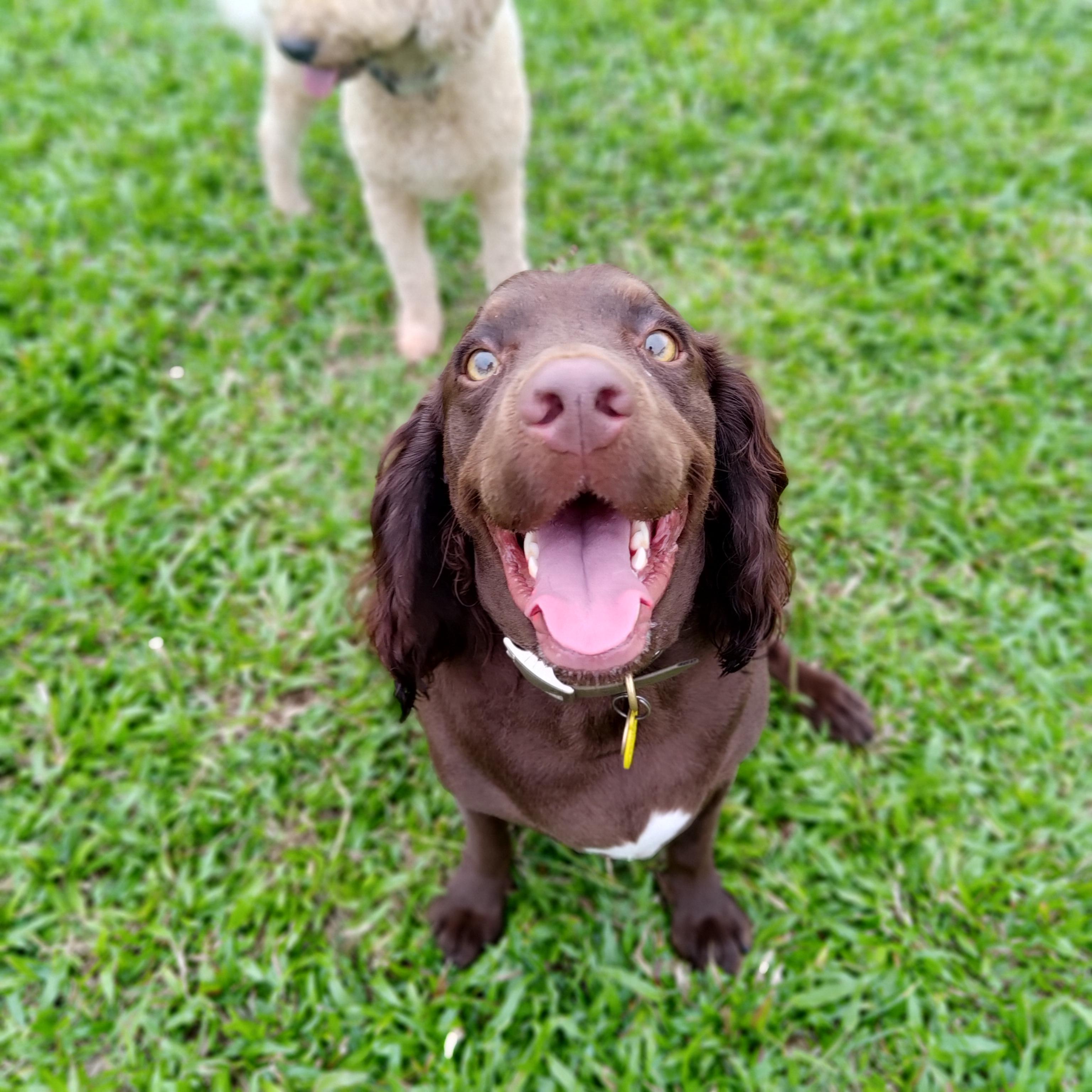 Can anyone Photoshop my dog's head onto the ham? | Scrolller