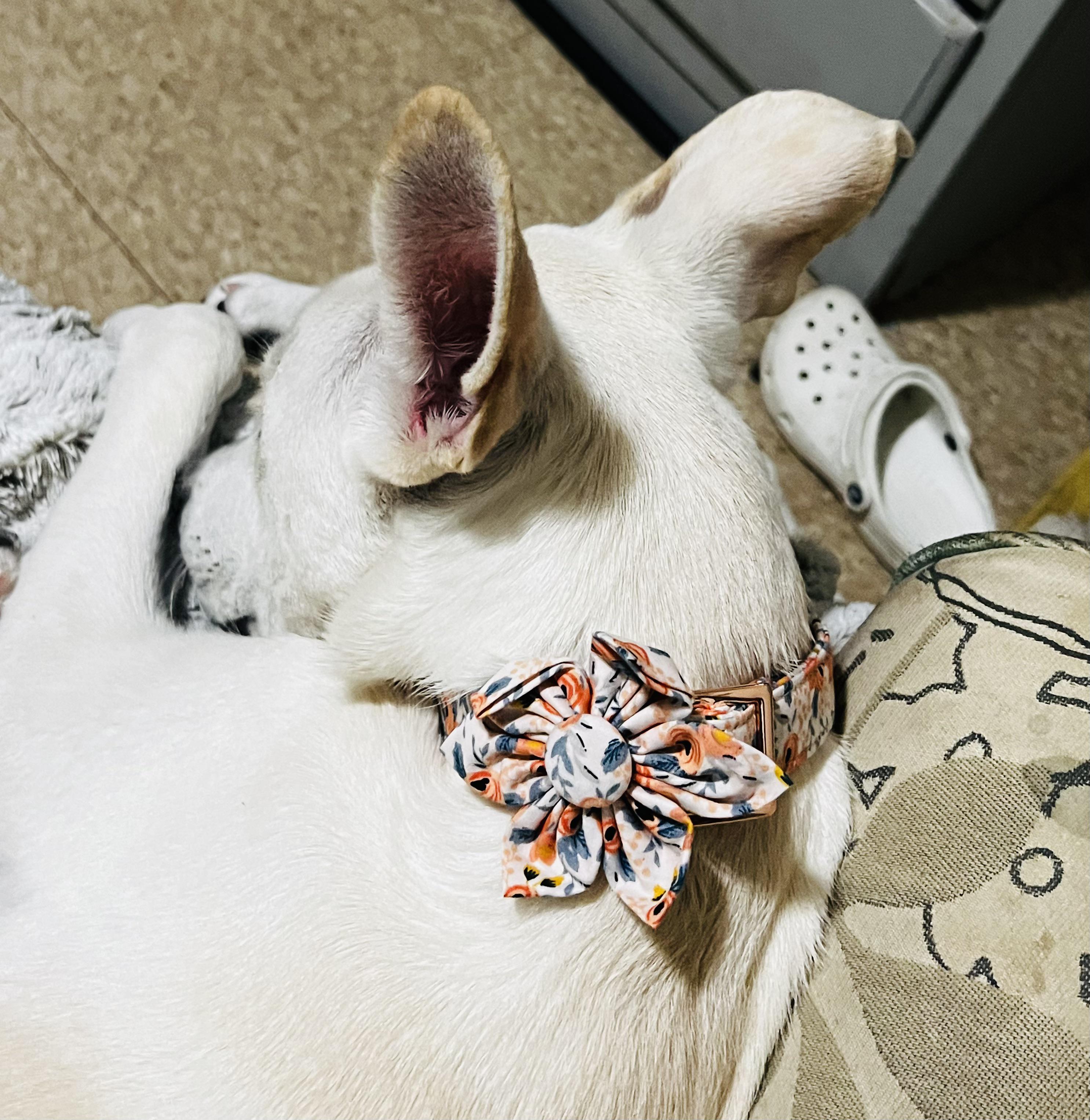 Photo shoot! Sophie got a new collar. | Scrolller