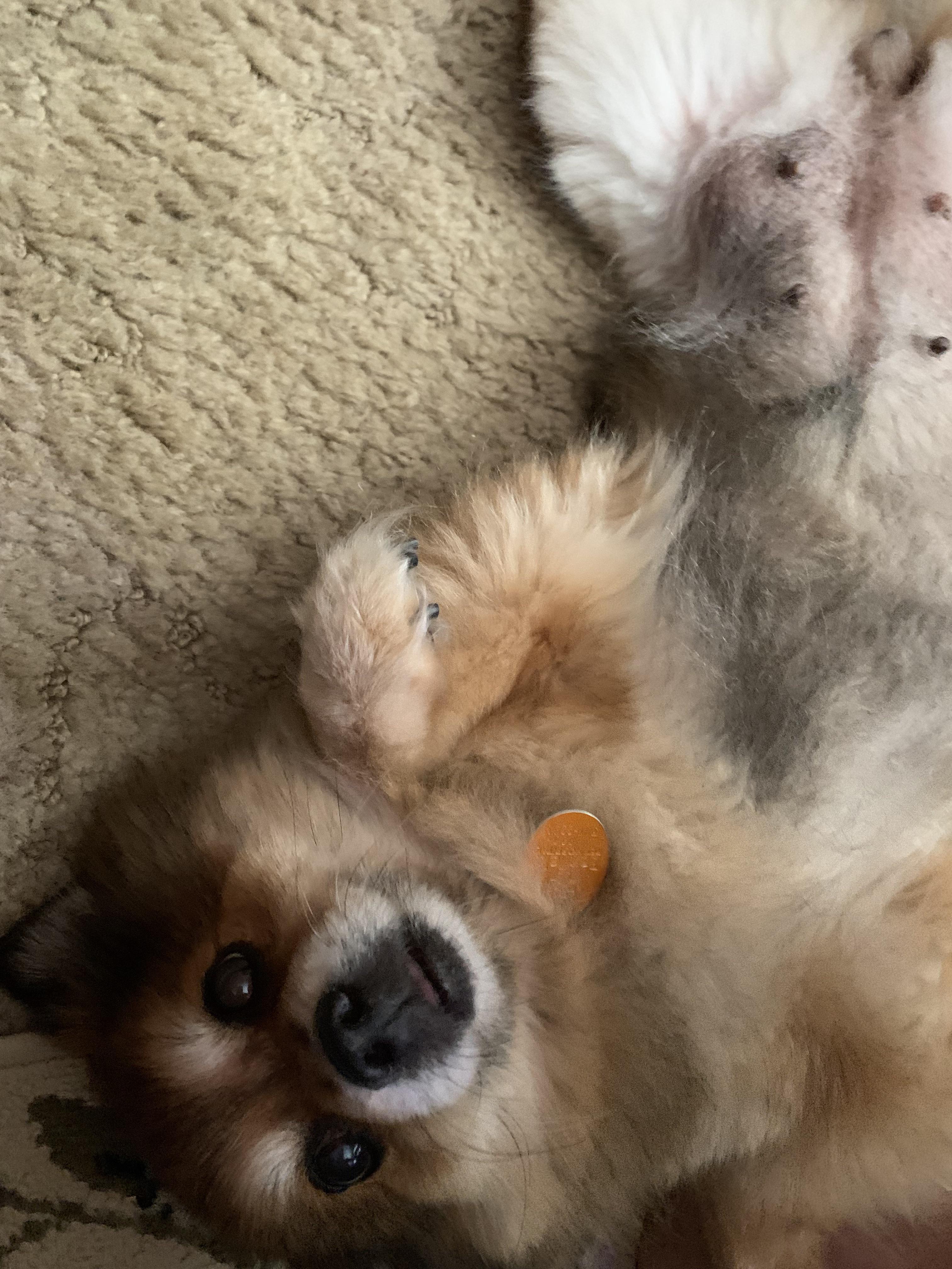 My cute little spoiled brat, Luna. | Scrolller