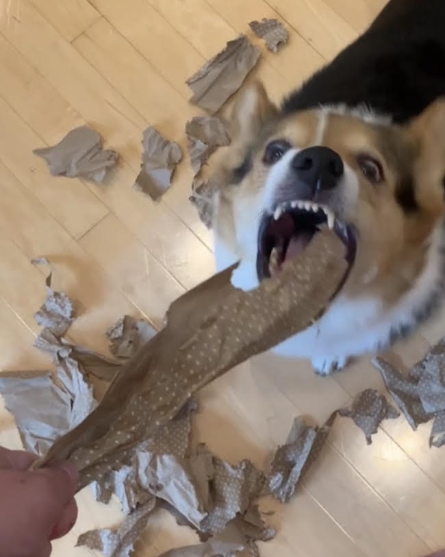 Finnley during a planned destruction activity | Scrolller