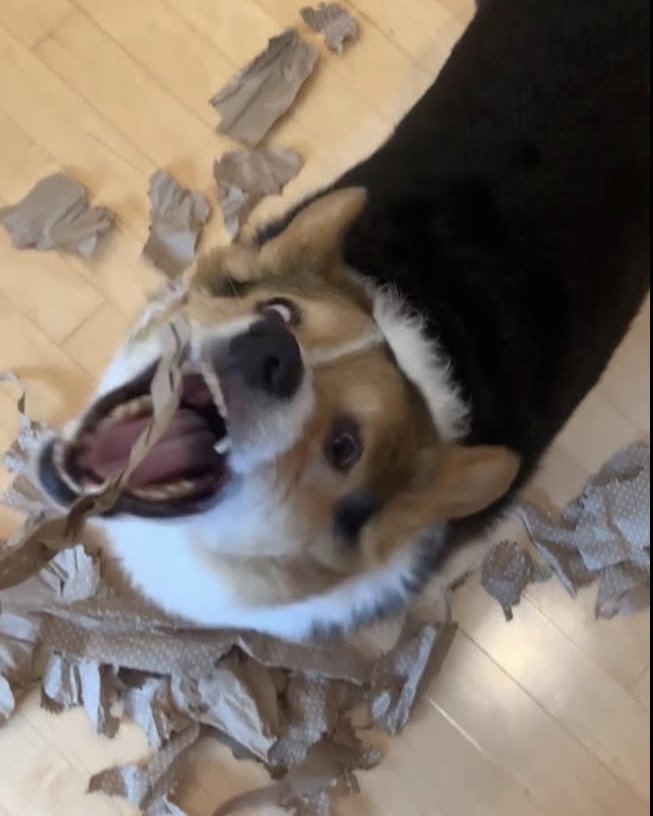 Finnley during a planned destruction activity | Scrolller