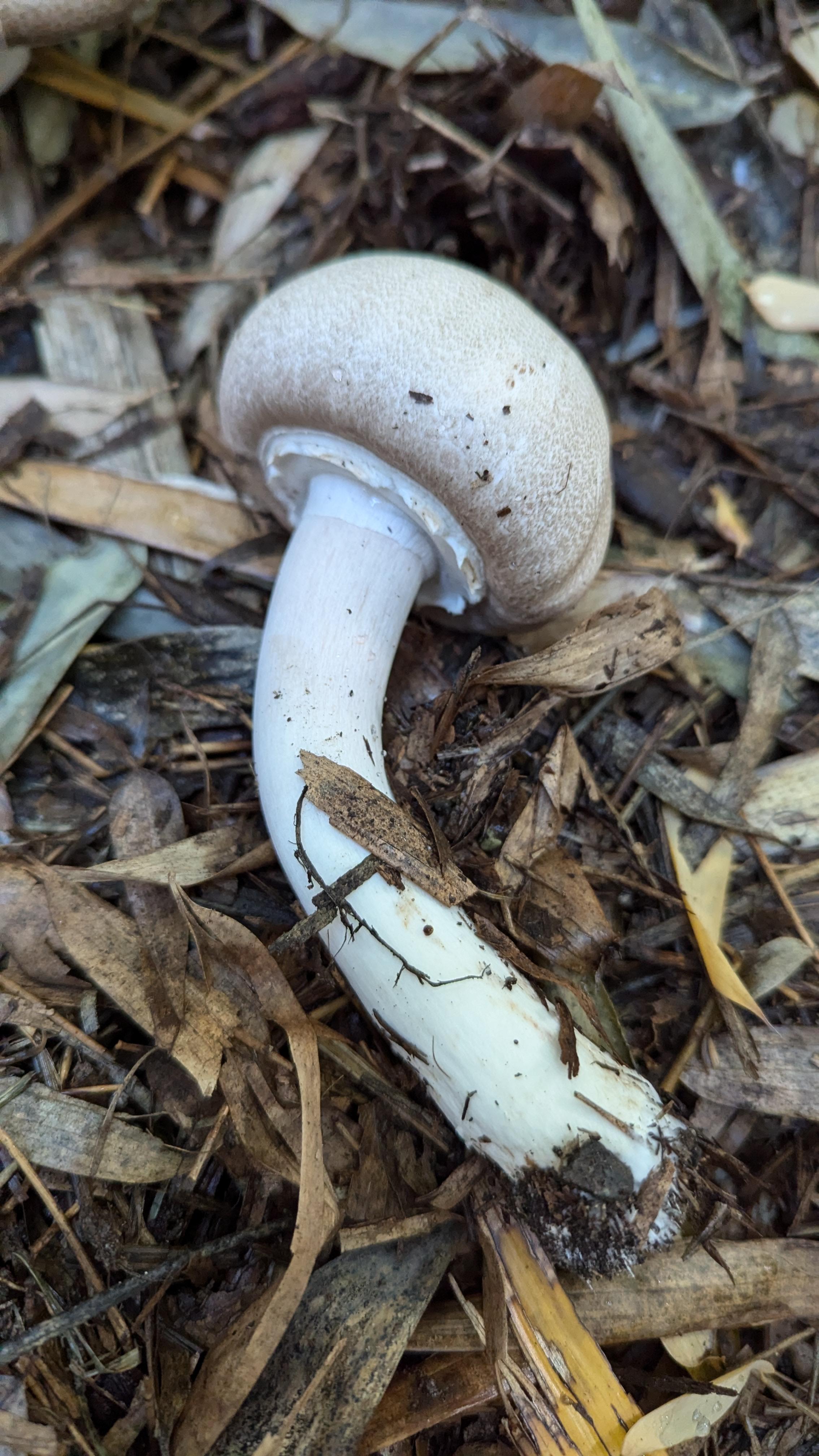 Discover more like MushroomID: Hey mycophiles, need help IDing these coming up near my chicken ...