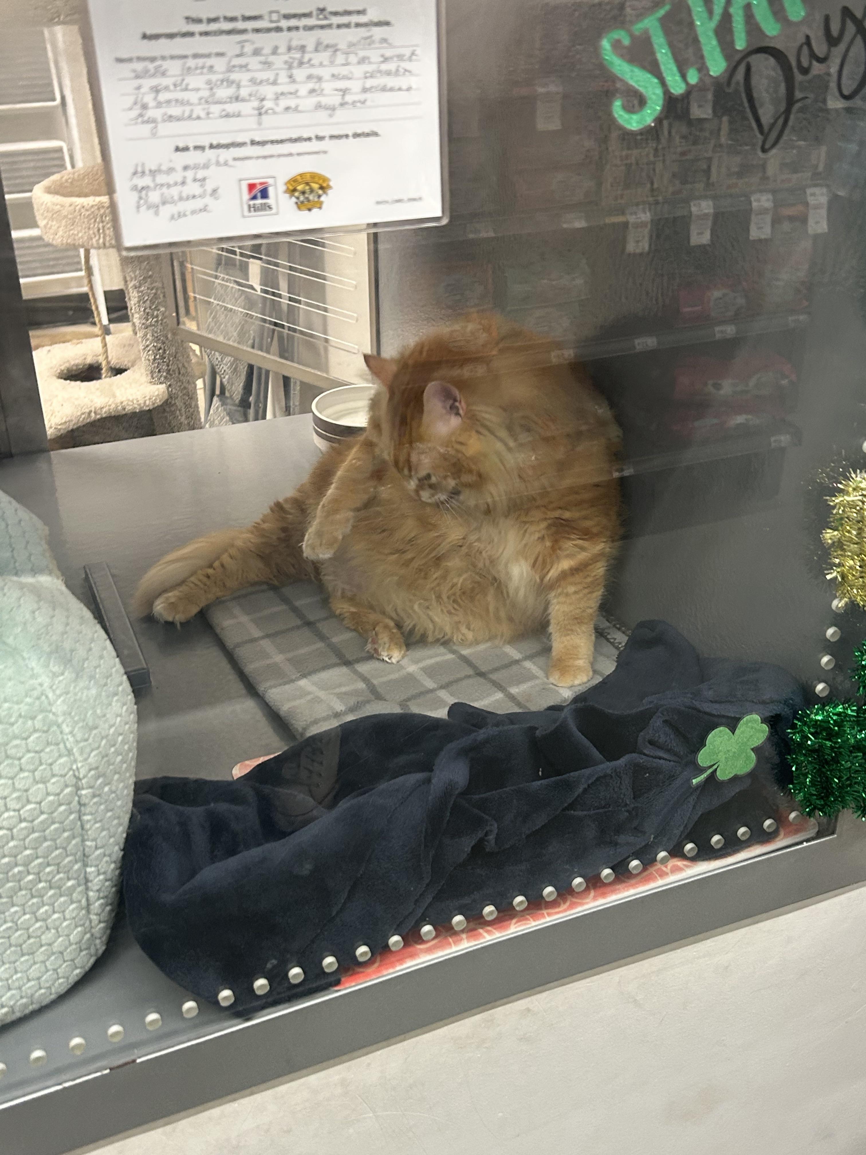 Meet Cheeto… | Scrolller