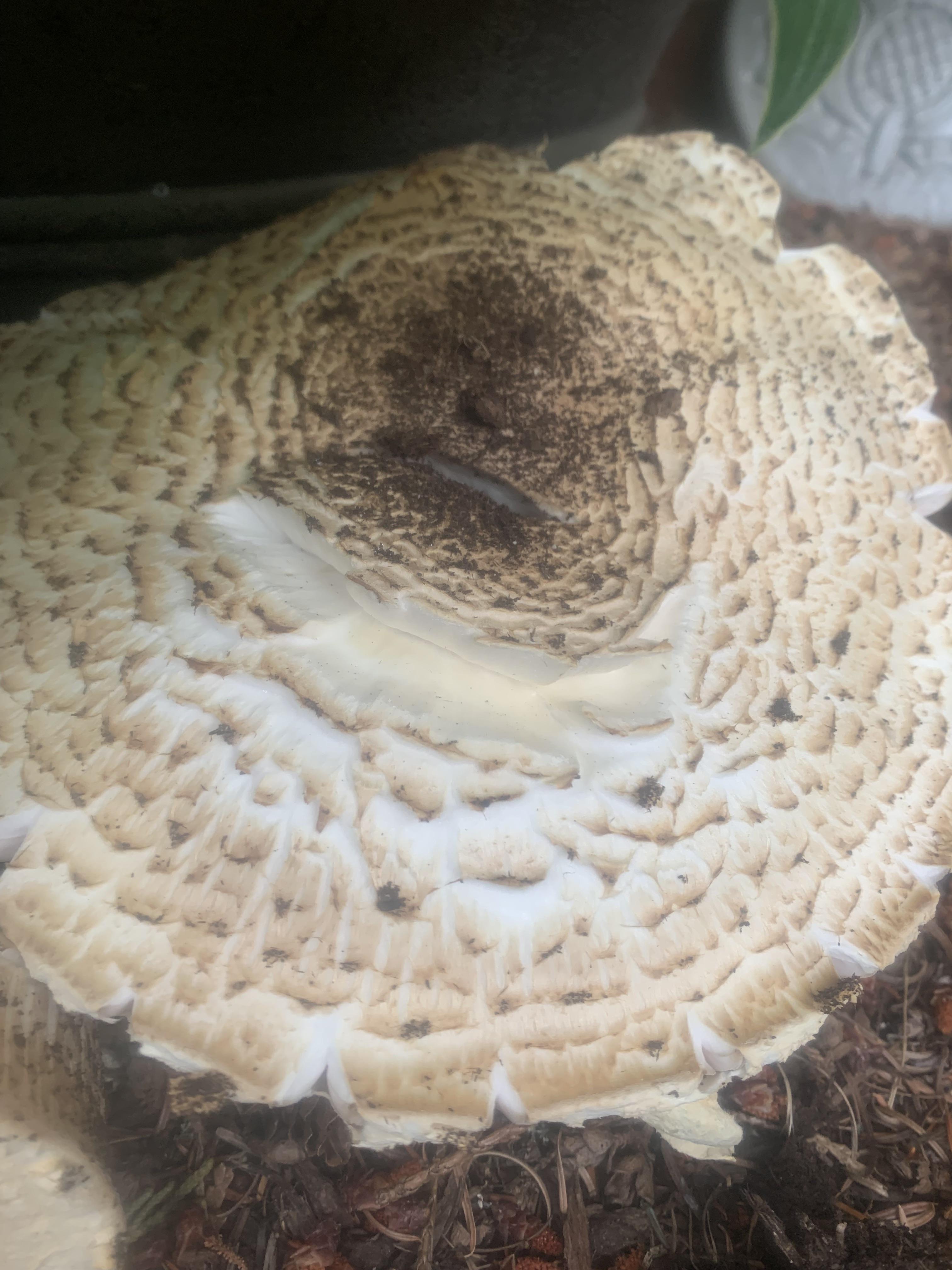 Identify | Scrolller