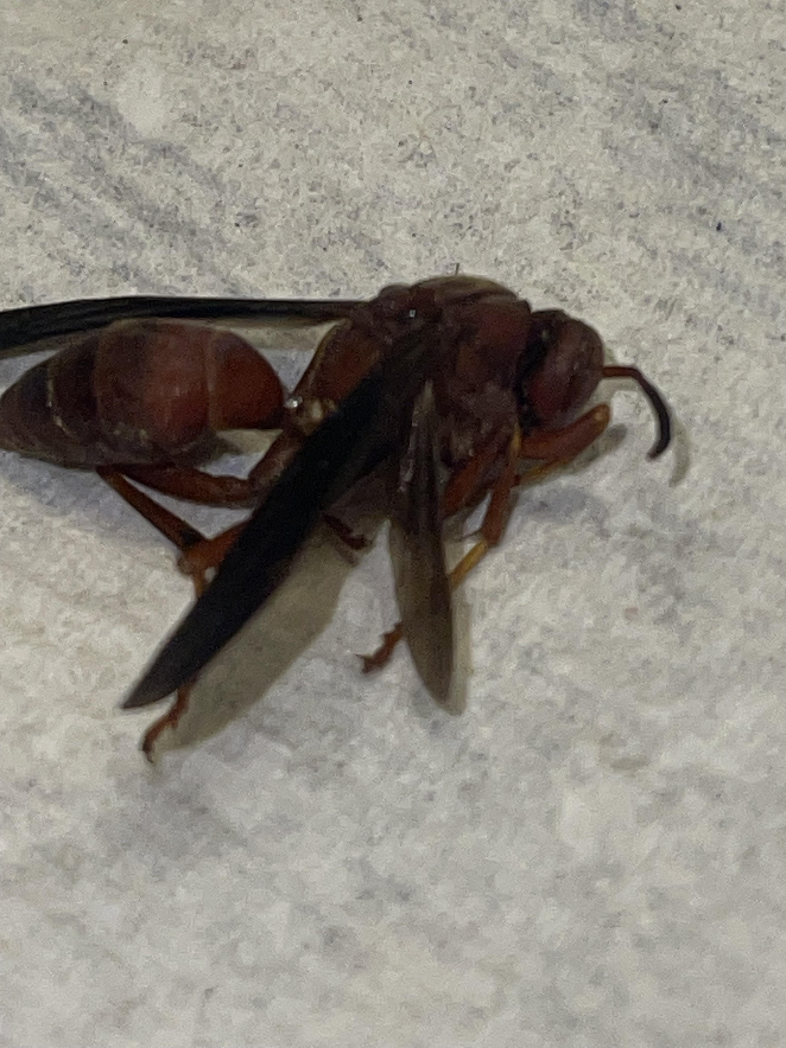 What kind of wasp is this? | Scrolller