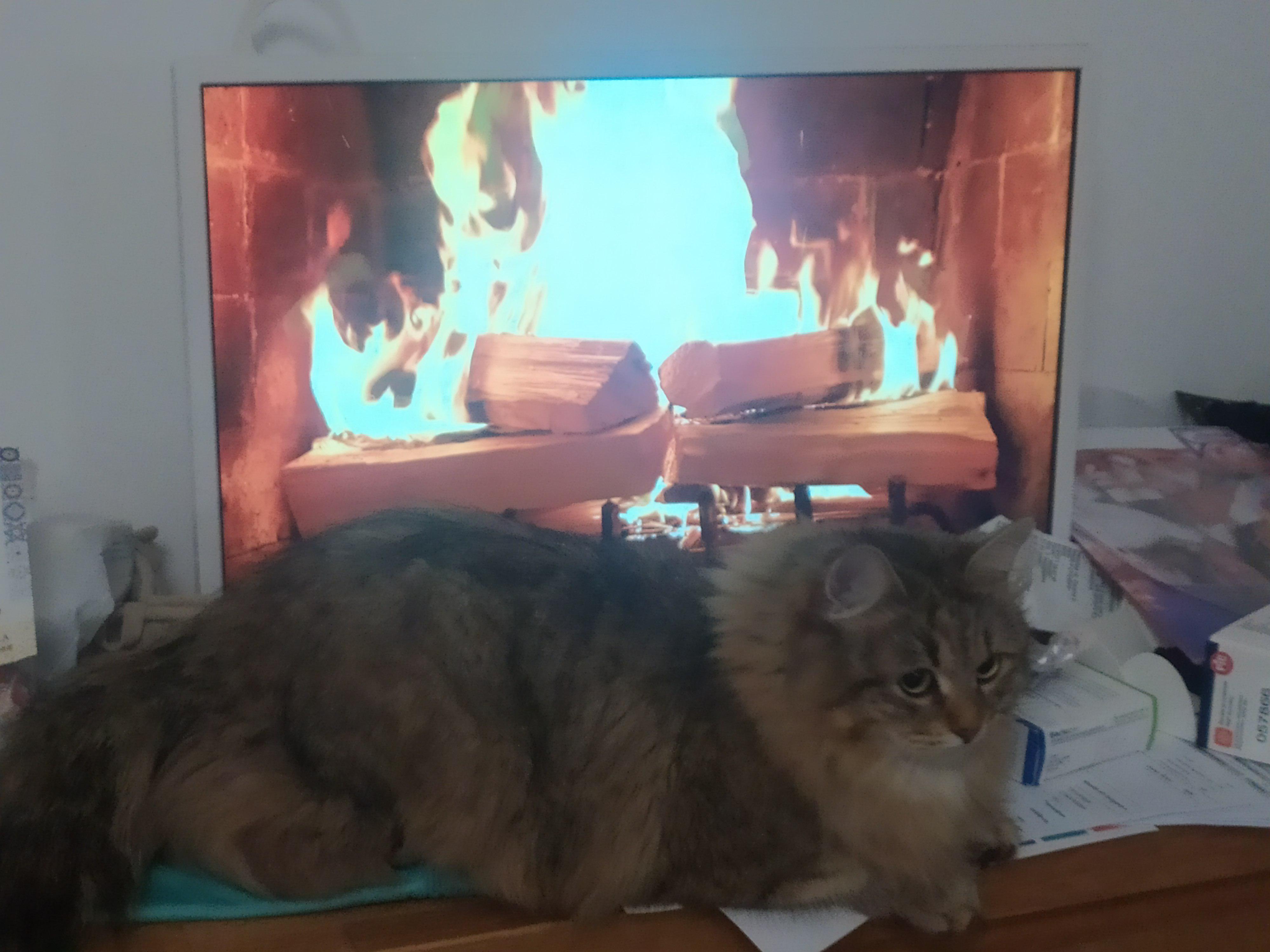 My Floof | Scrolller