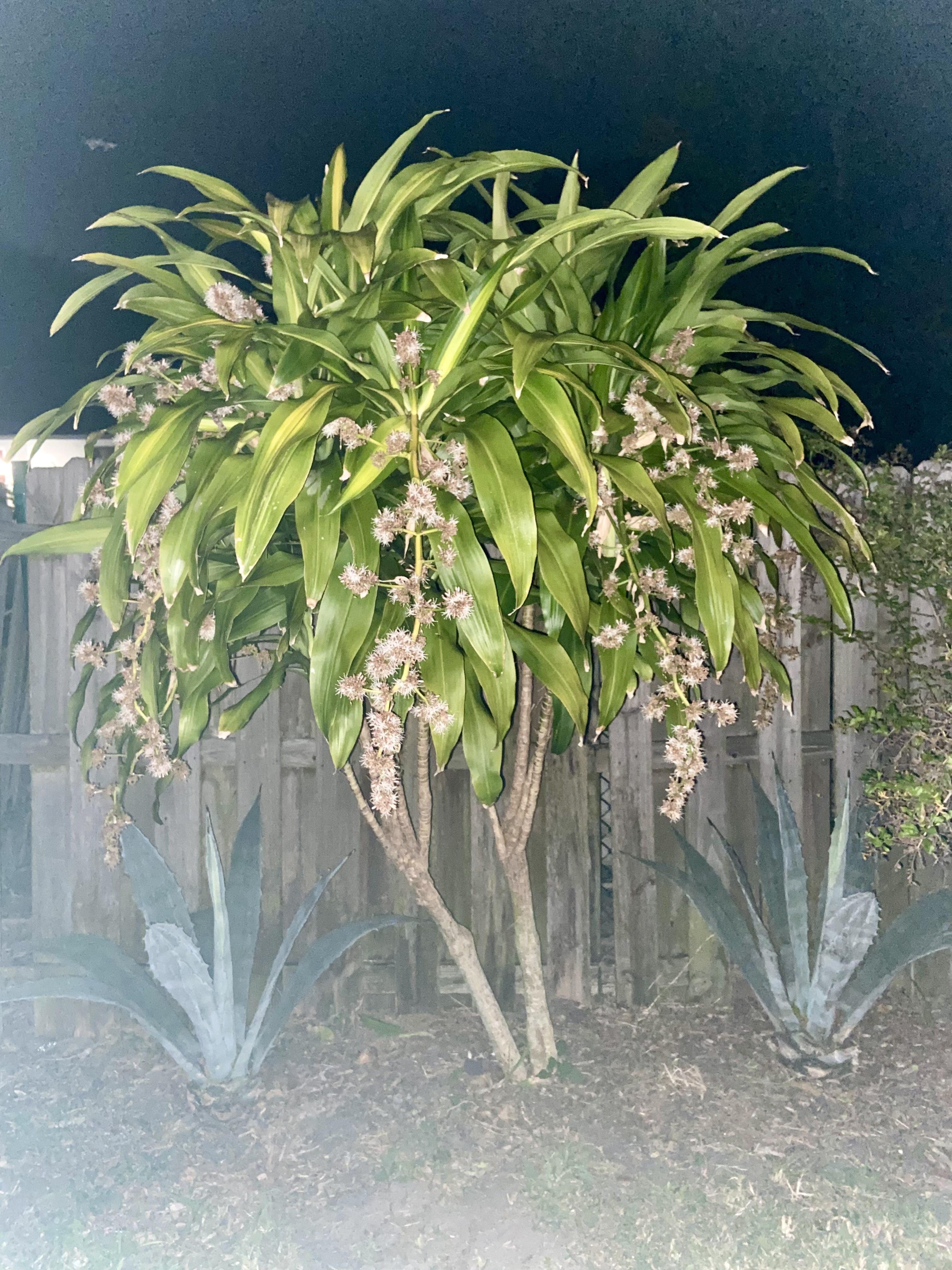 Extraordinary Corn Plant Bloom Pictures