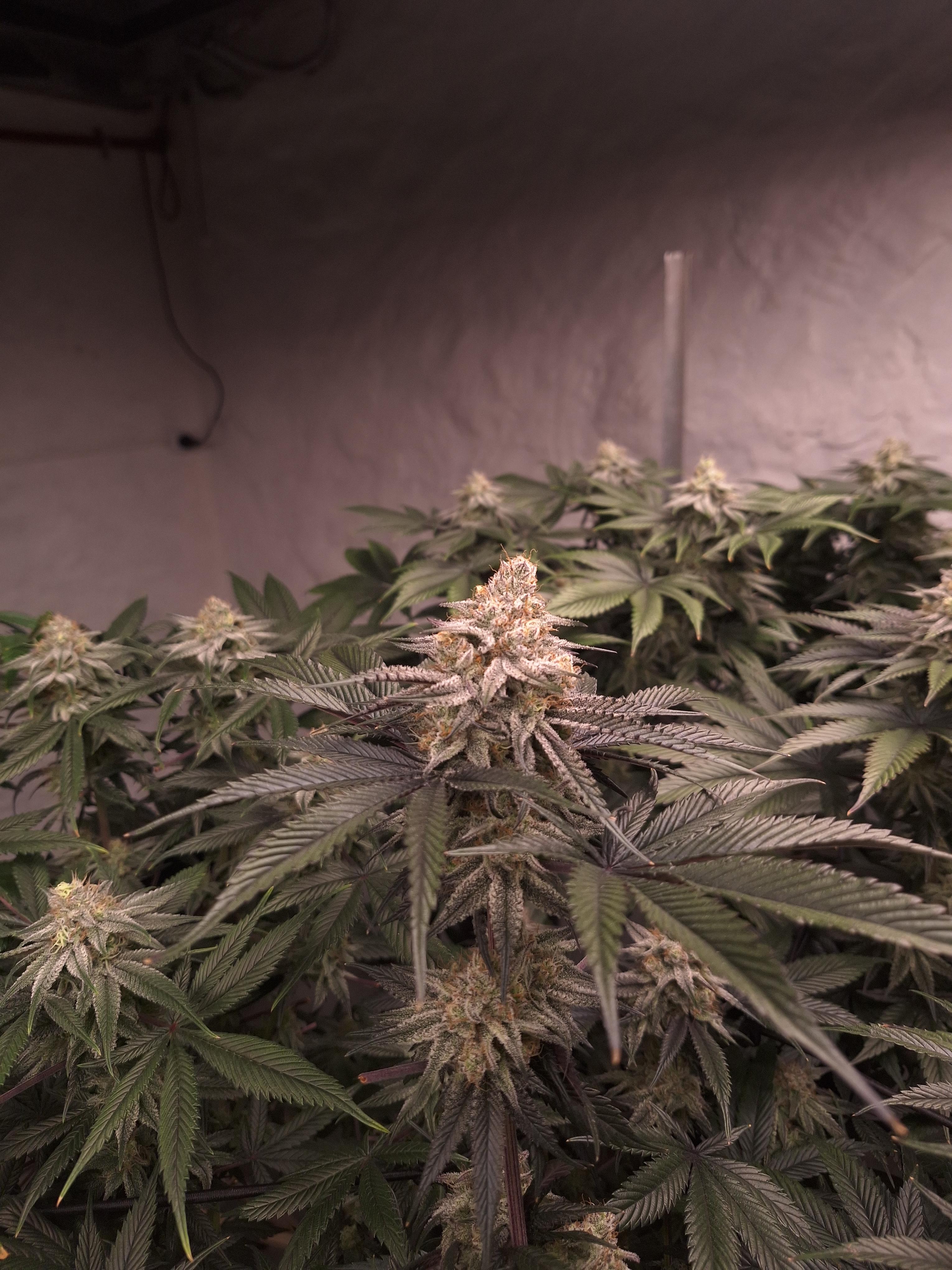 Dante's Inferno x Pure Michigan | Scrolller