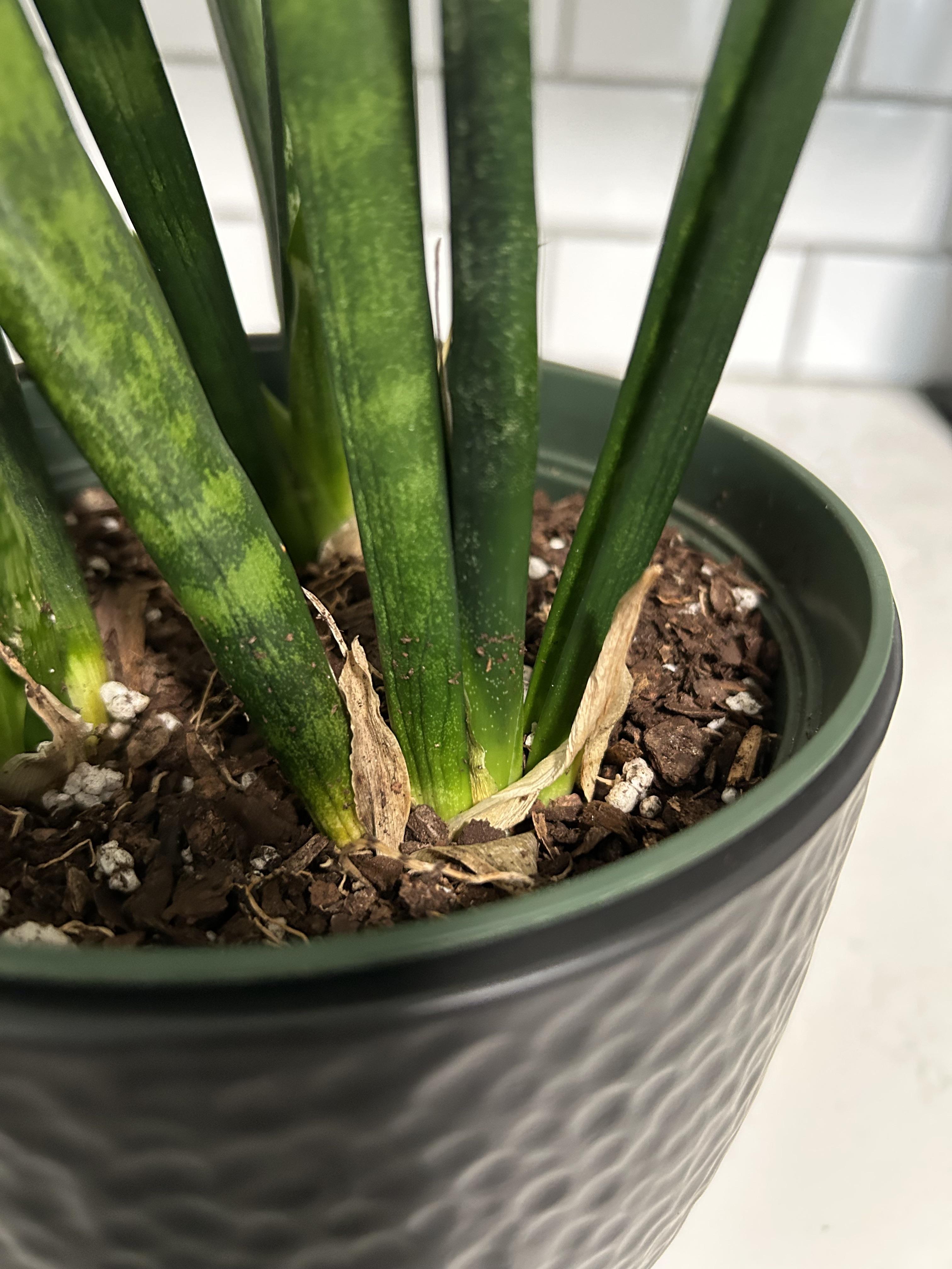 Meet Shane | Scrolller