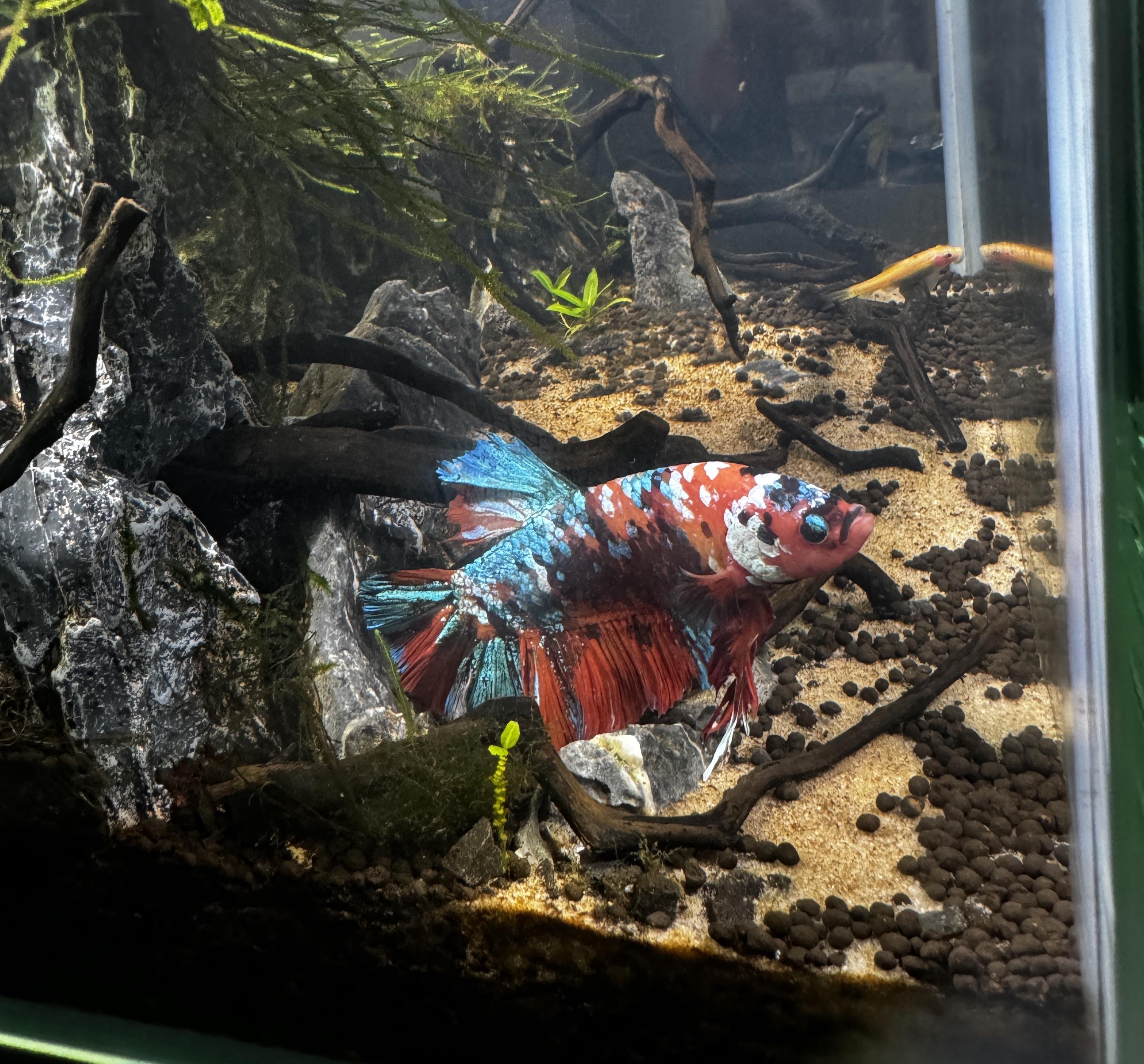 Is my tank too small for my Jumbo betta? | Scrolller