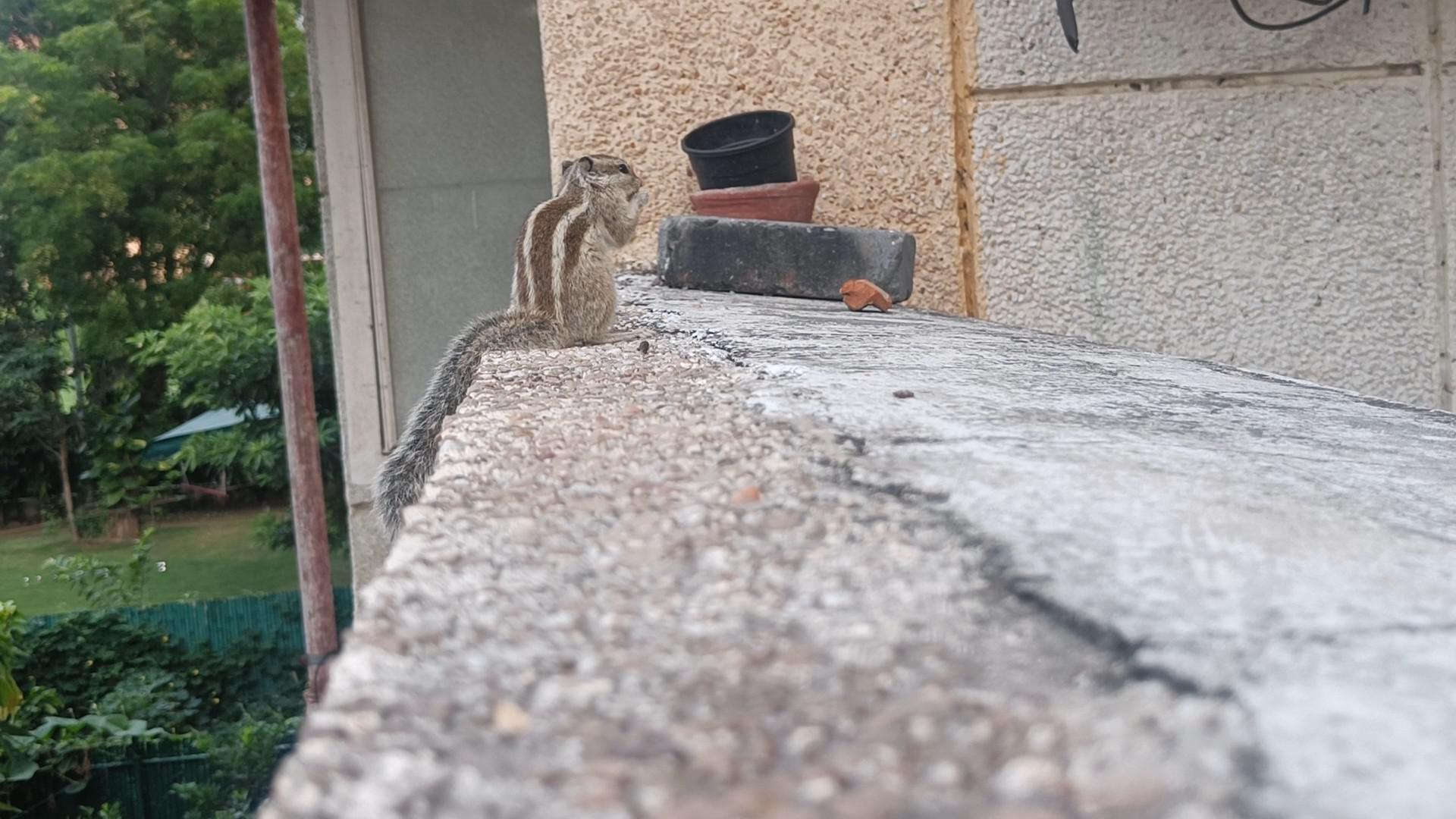 Squirrelly Gang!!! | Scrolller