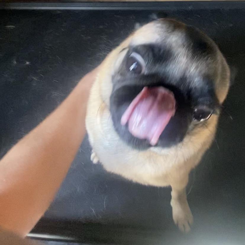 Classic pug | Scrolller