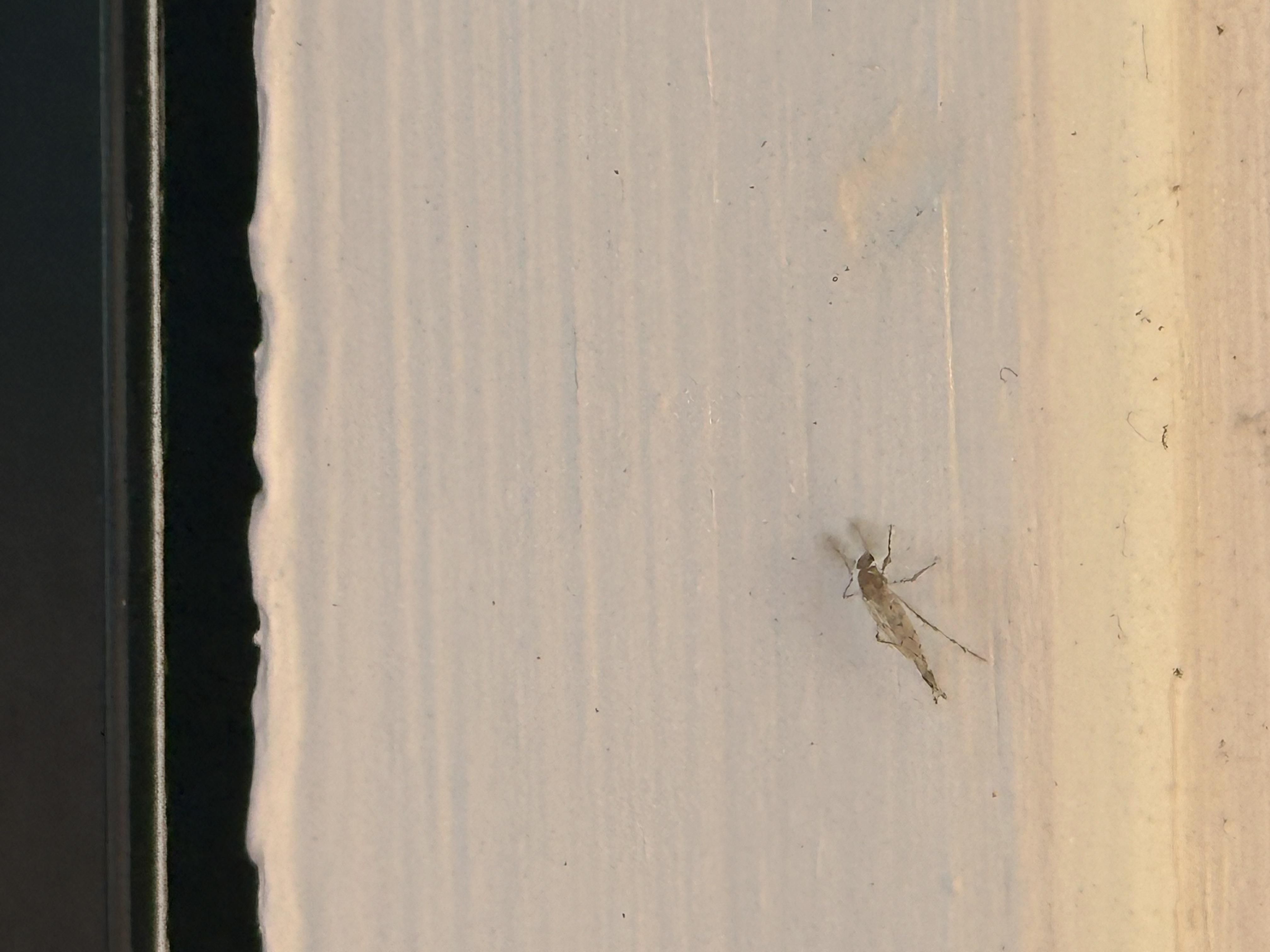 What are these little gray/light brown/kinda clear winged bugs taking over my outside windows ...