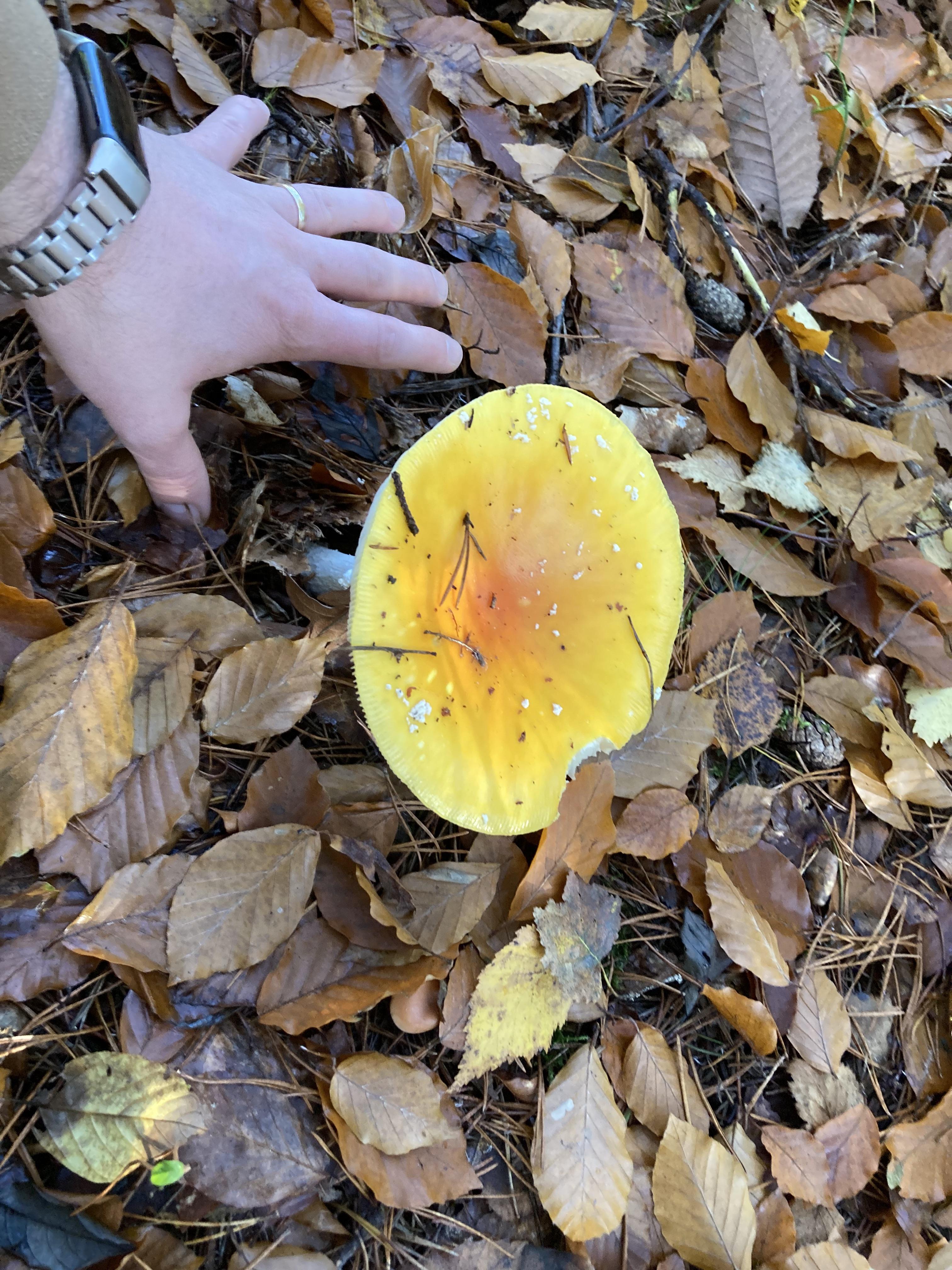 Fall vacation walks | Scrolller