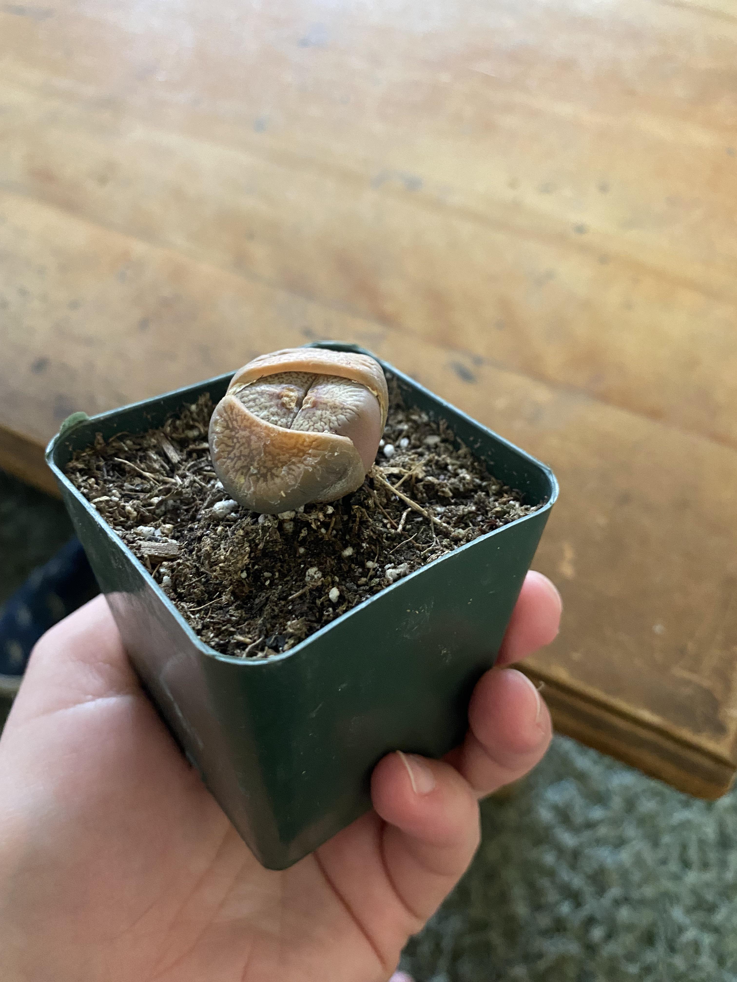 What is this cactus? | Scrolller