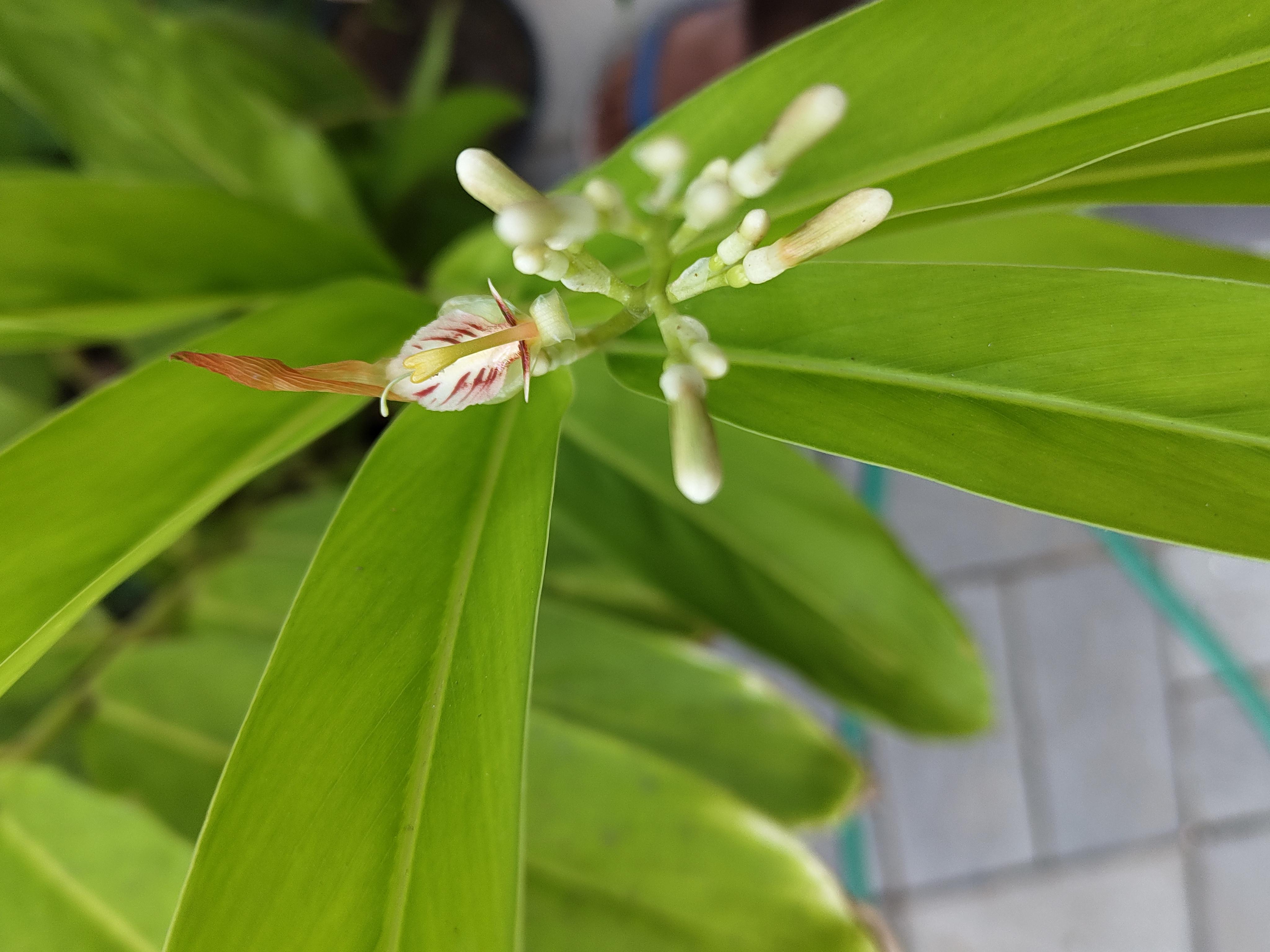 Alpinia galanga aka Thai Ginger Flower | Scrolller