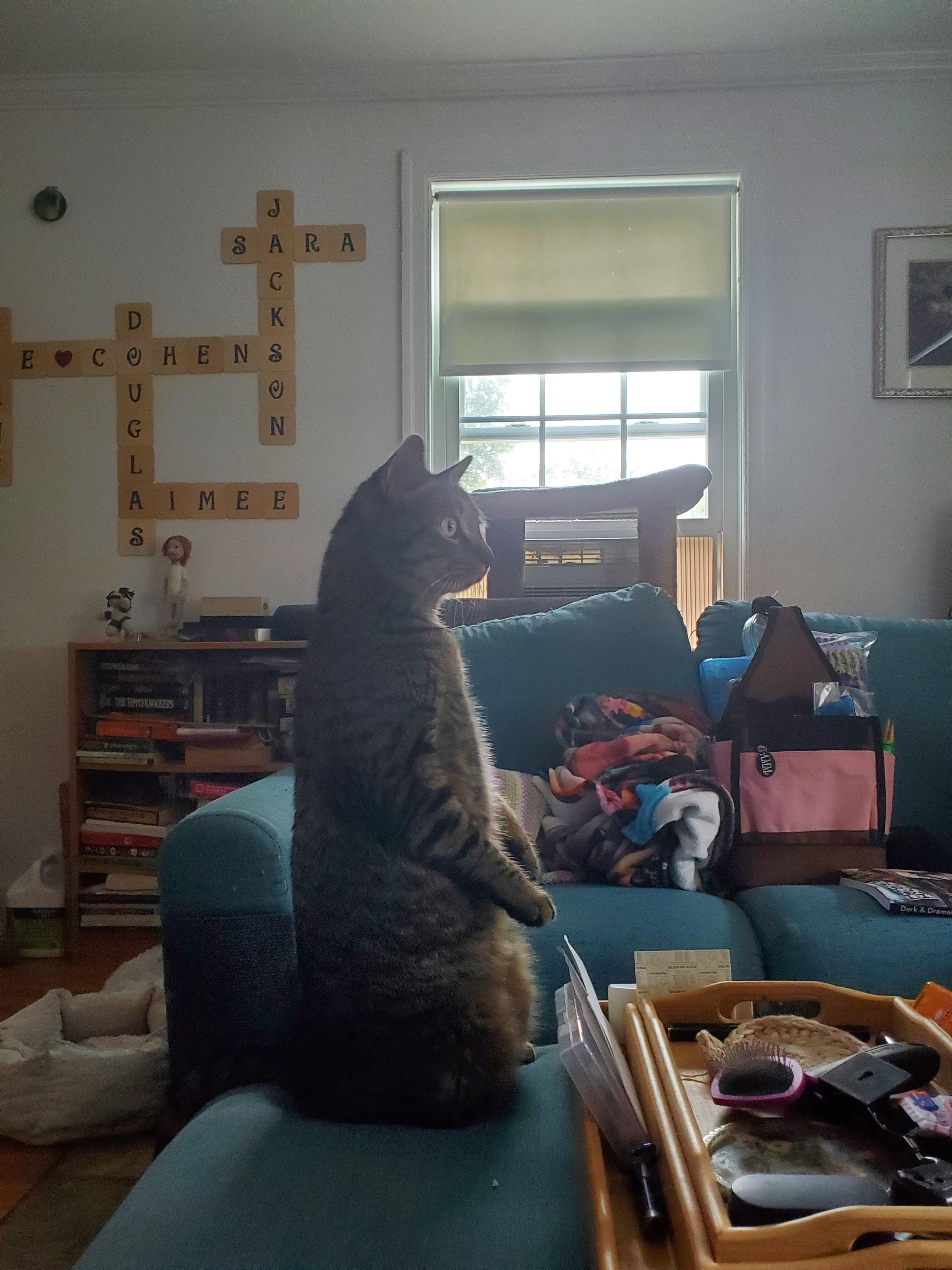 Nosy Biscuit | Scrolller