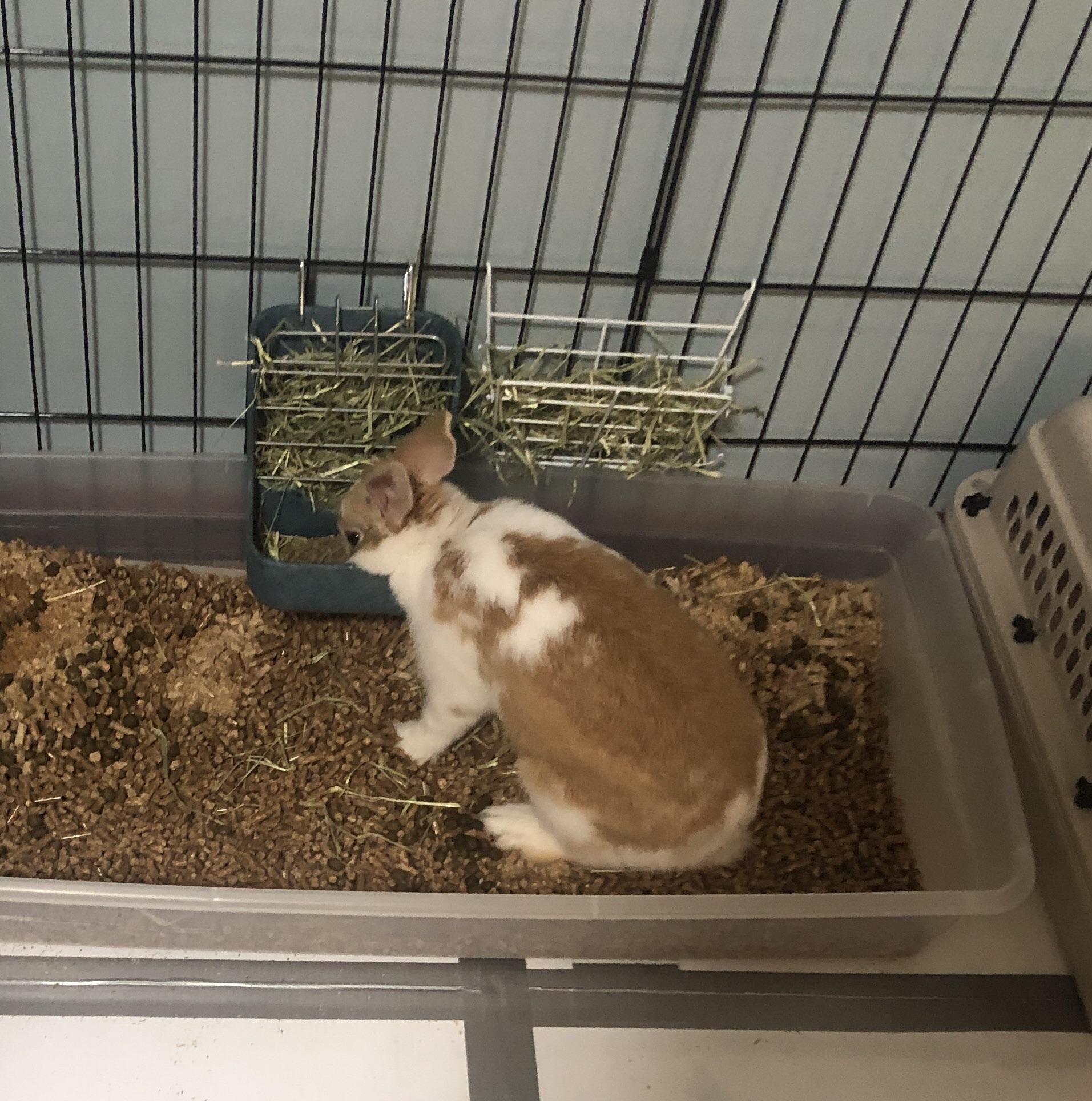 My new rabbit | Scrolller