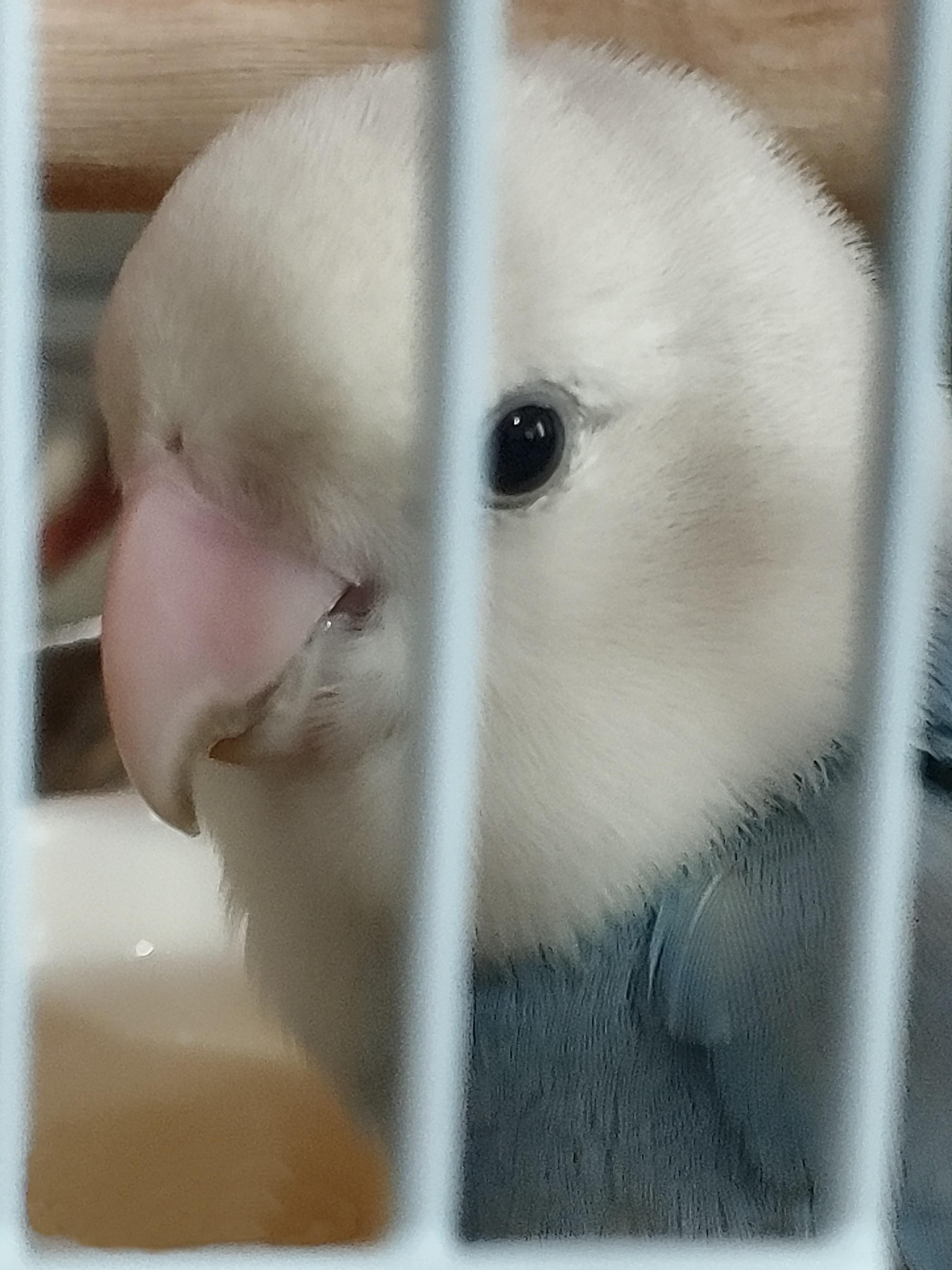 My birb. | Scrolller