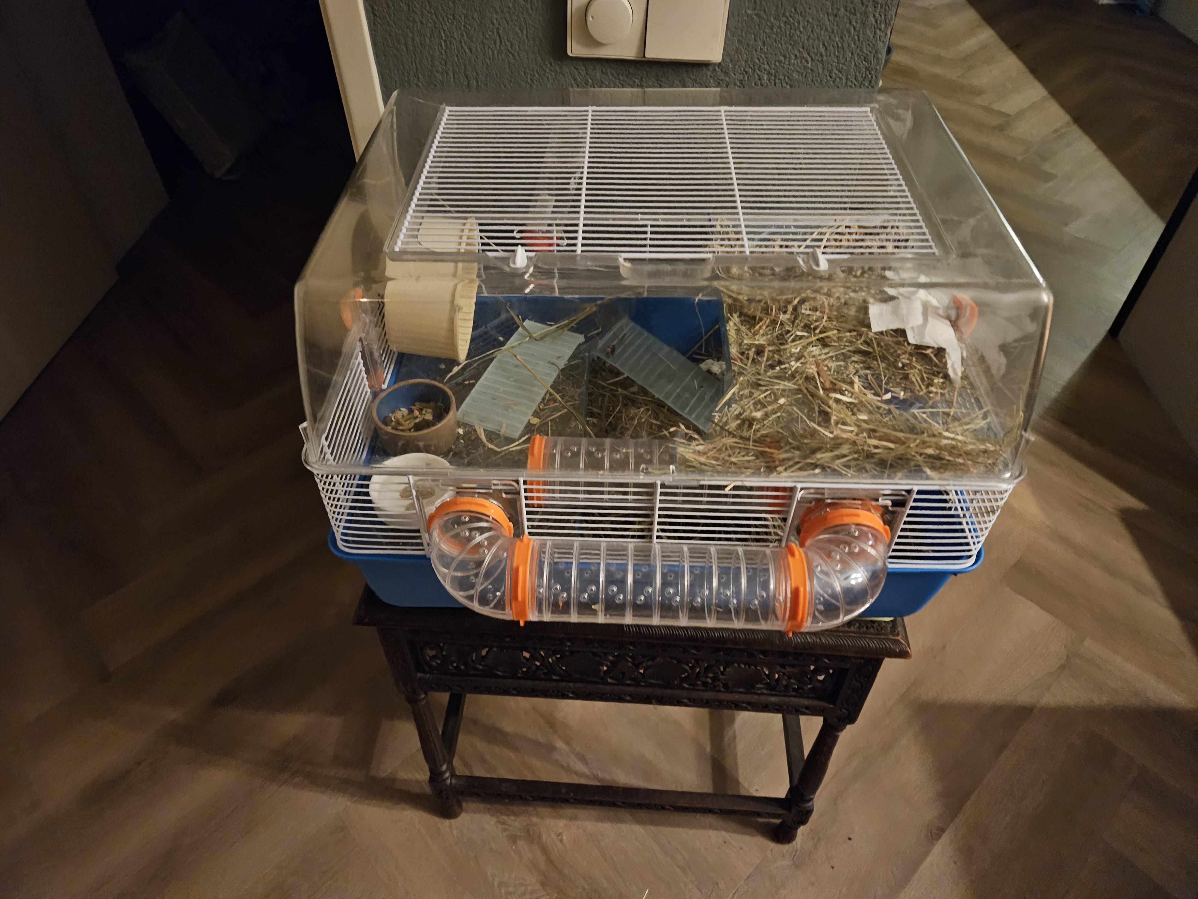 Hammy got an upgrade | Scrolller