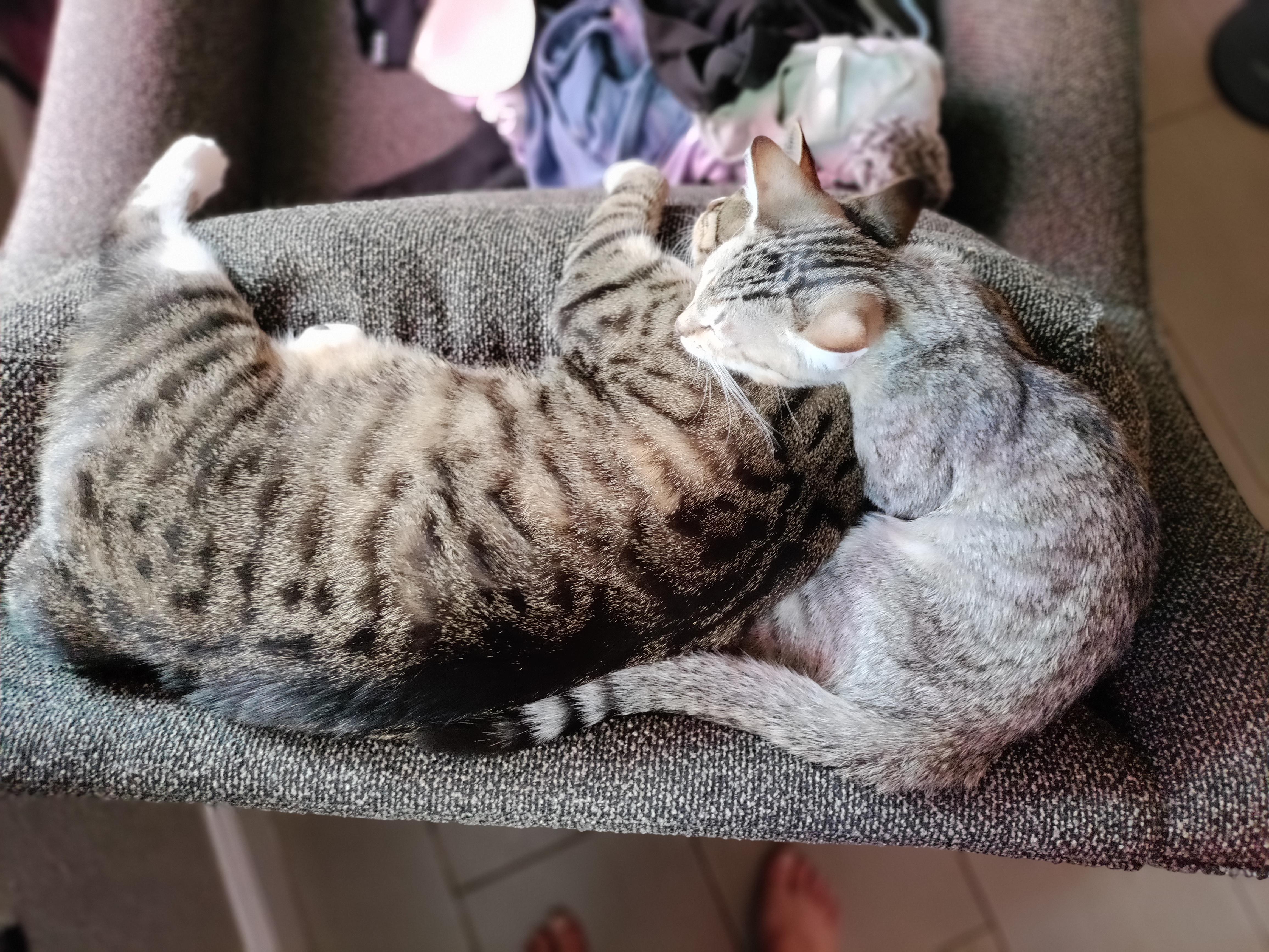 [OC] Elli and Sam | Scrolller