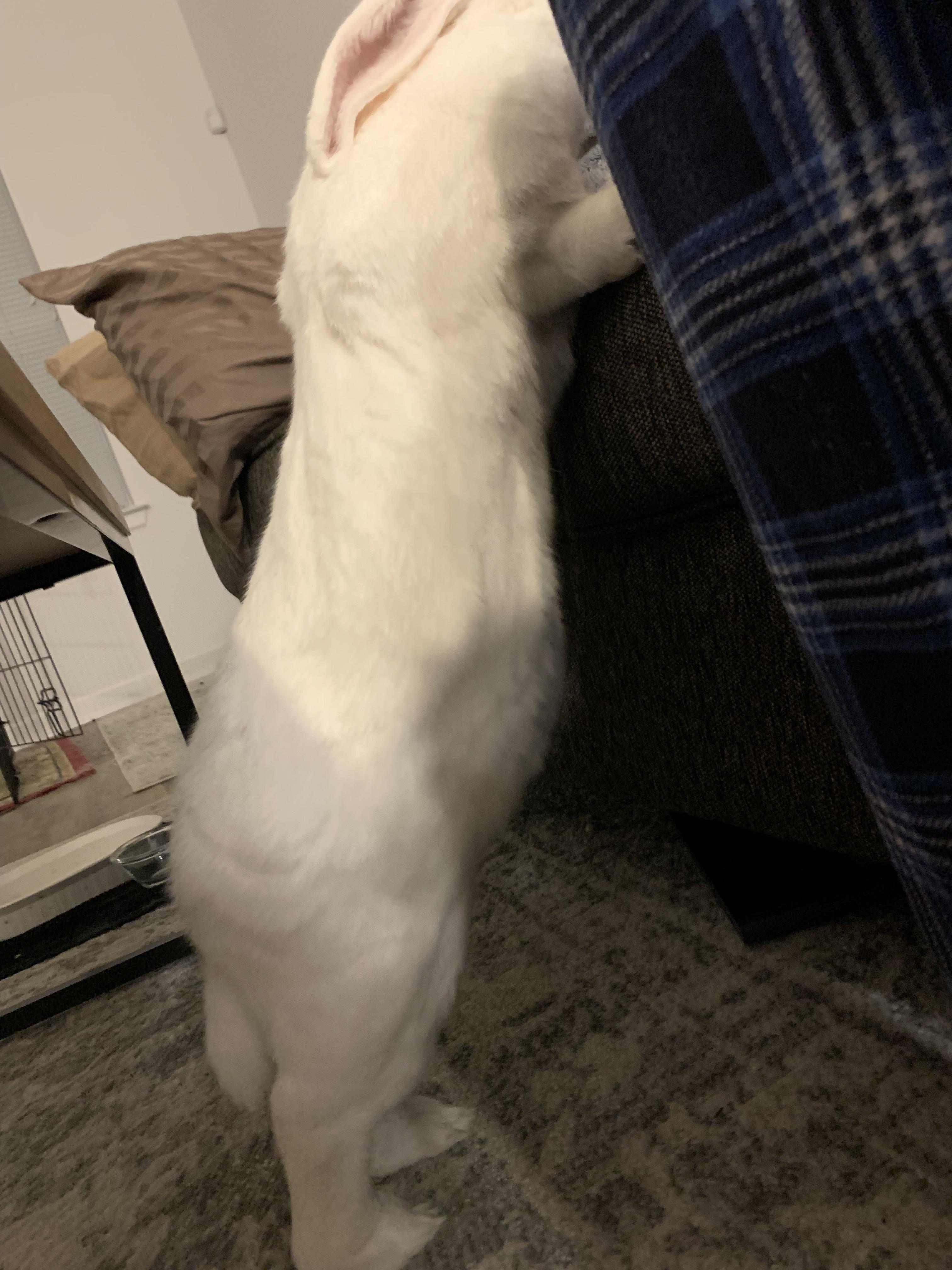 Timmy’s amazing belly