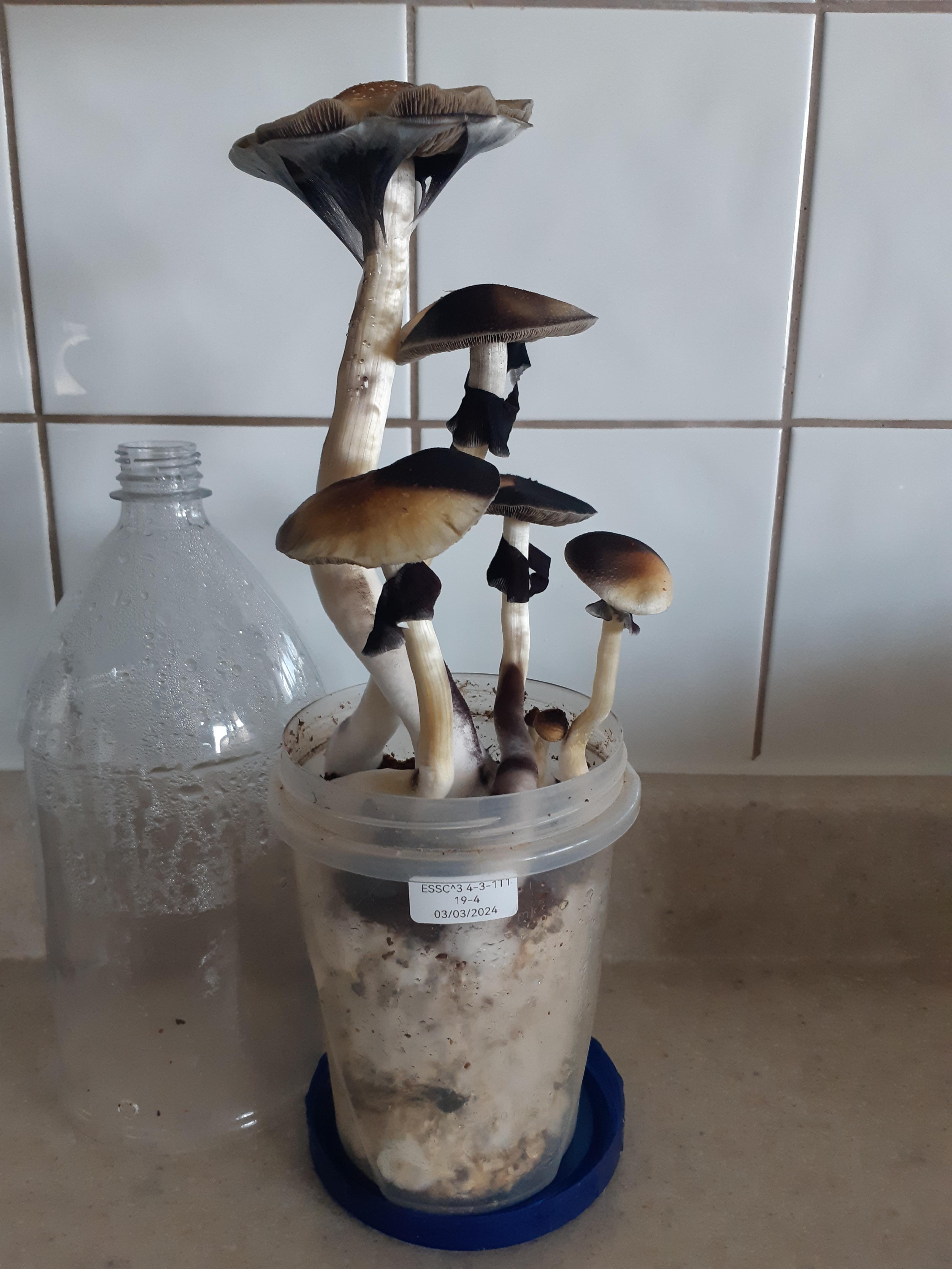 [Actives] Cubes in Bottle TEK, 2nd flush | Scrolller