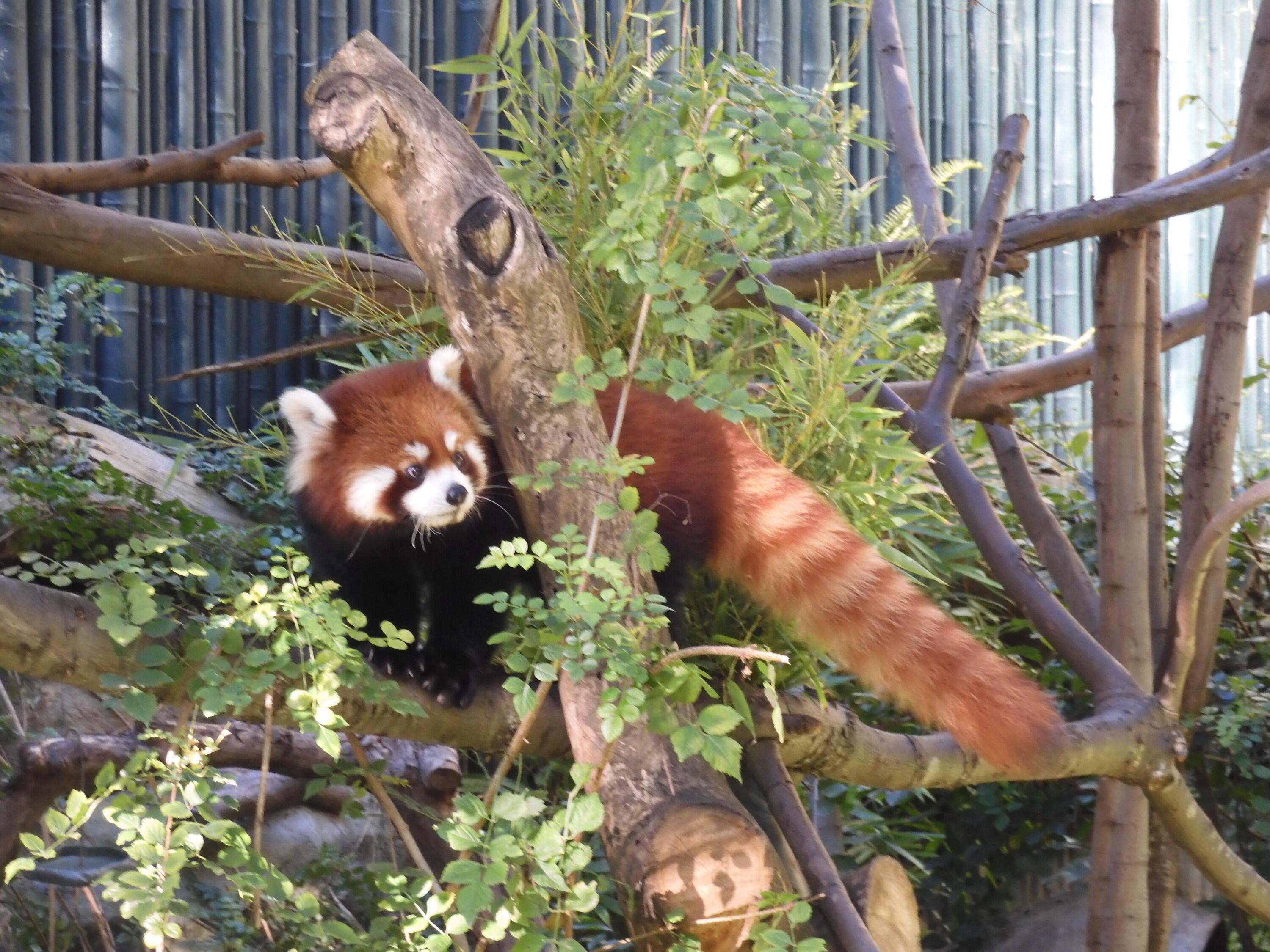 Red panda mom and cub at San Diego Zoo | Scrolller