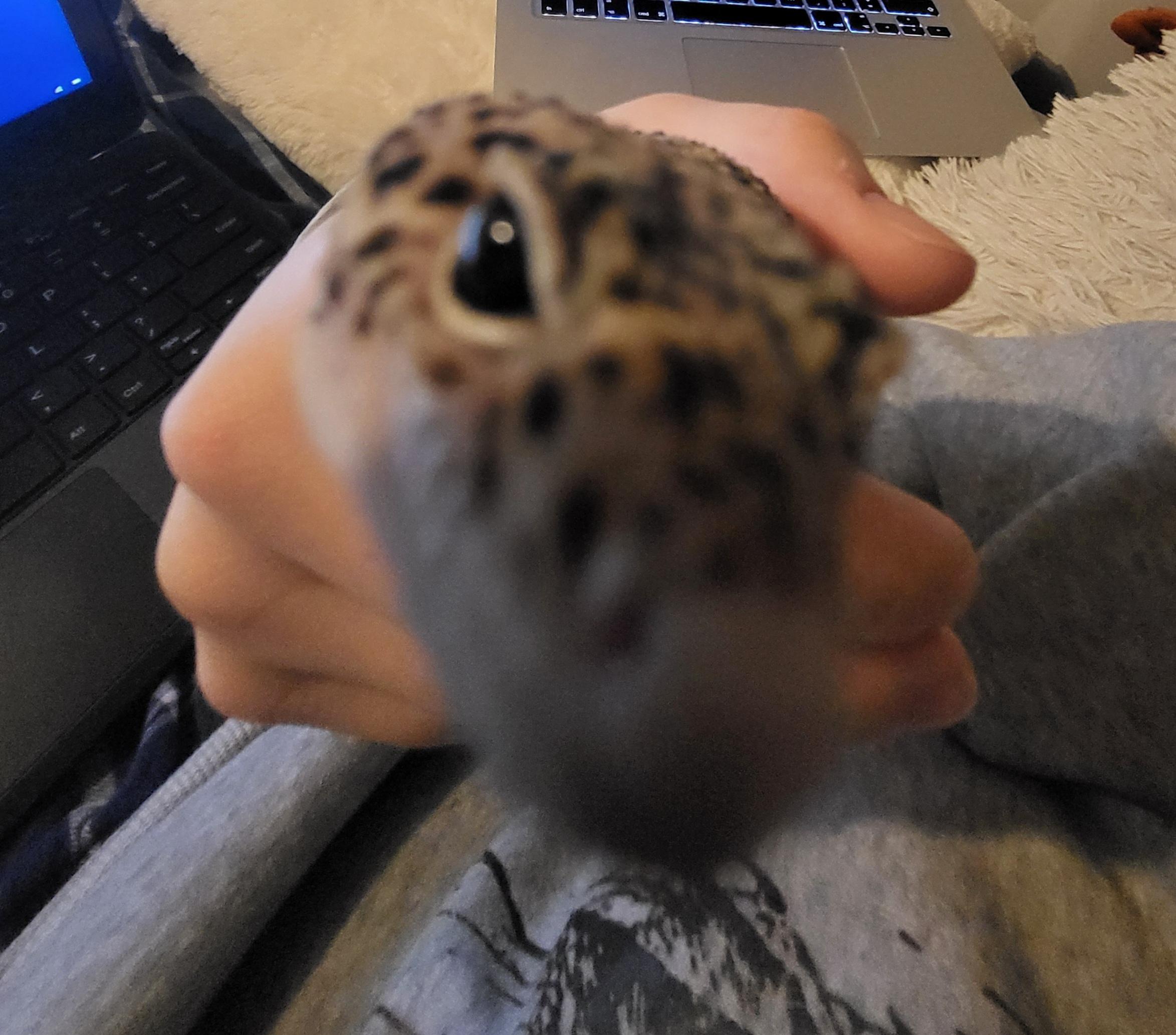 Show me .5 photos of your leo! | Scrolller