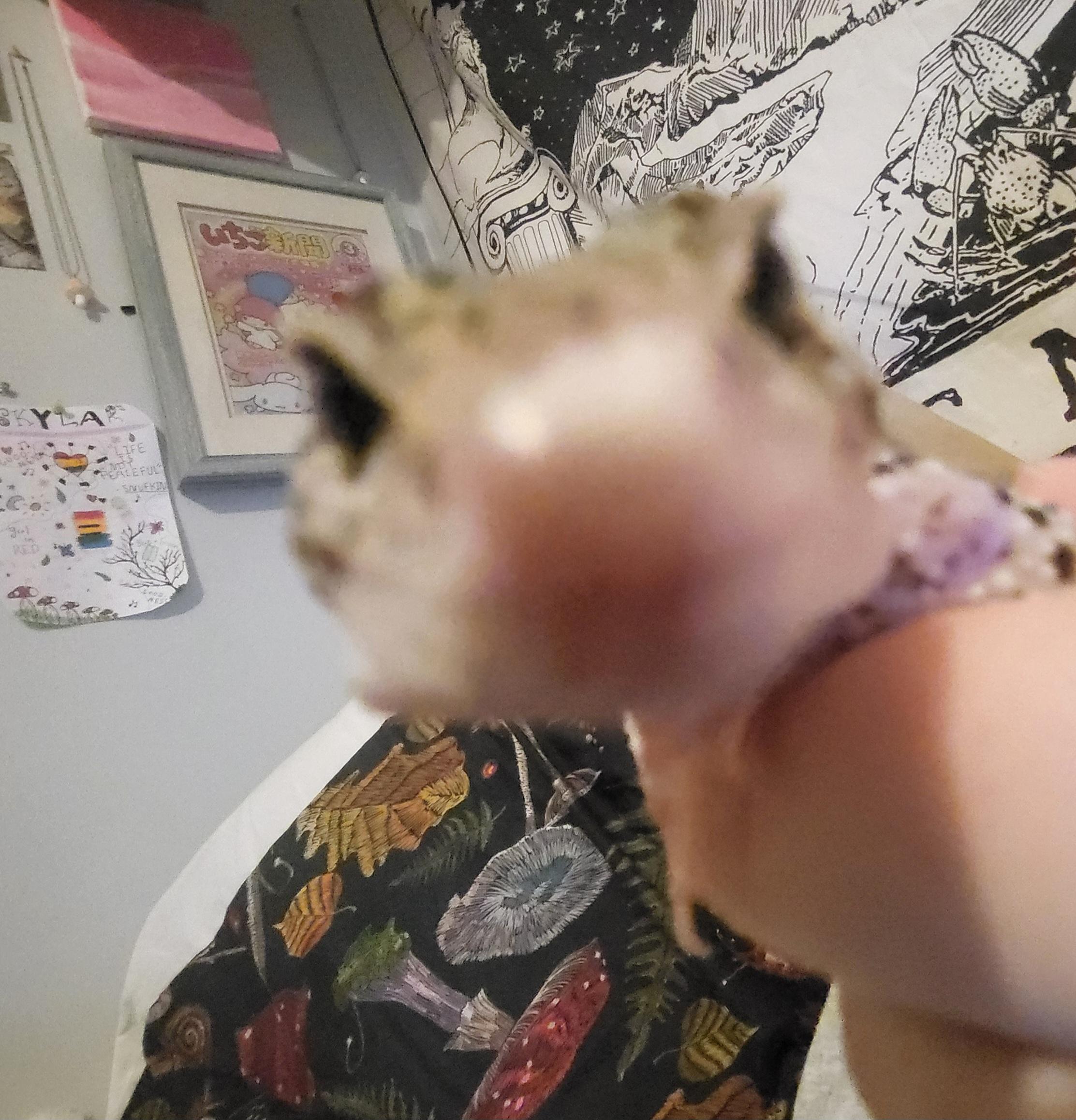 Show me .5 photos of your leo! | Scrolller