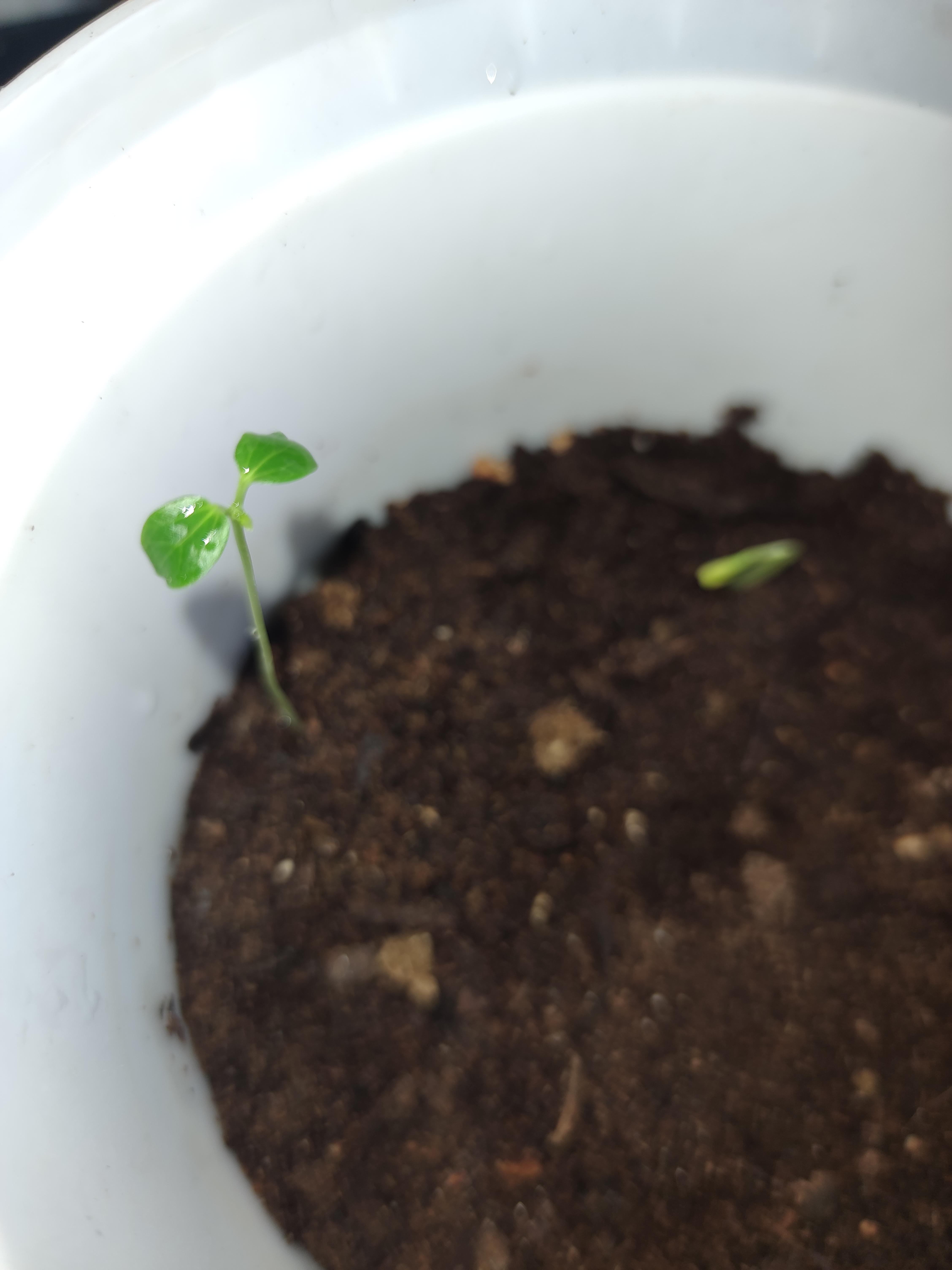 Anyone knows about papaya seedlings! | Scrolller